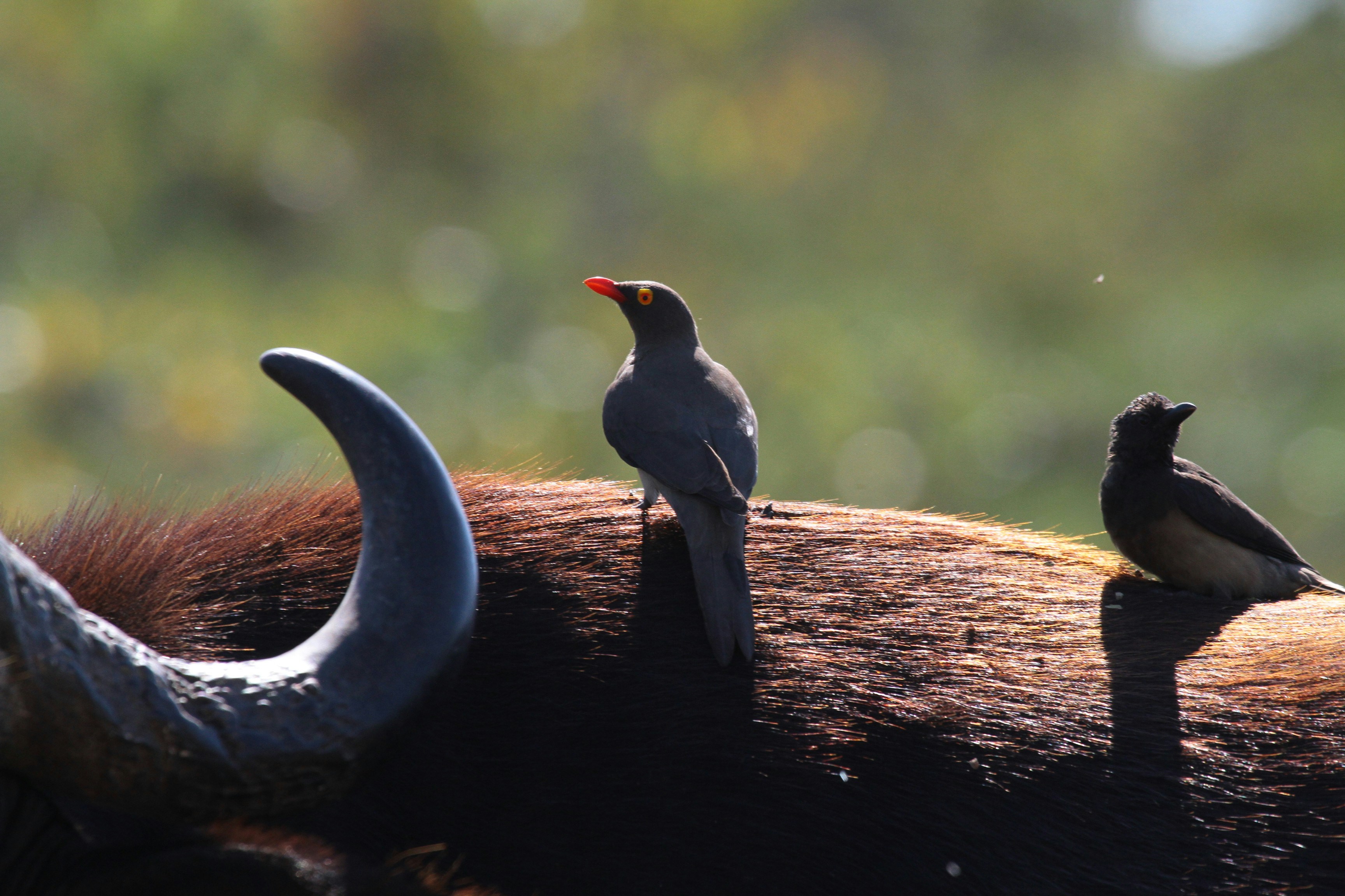 Crimson-Beaked Sentinel on a Sunlit Log