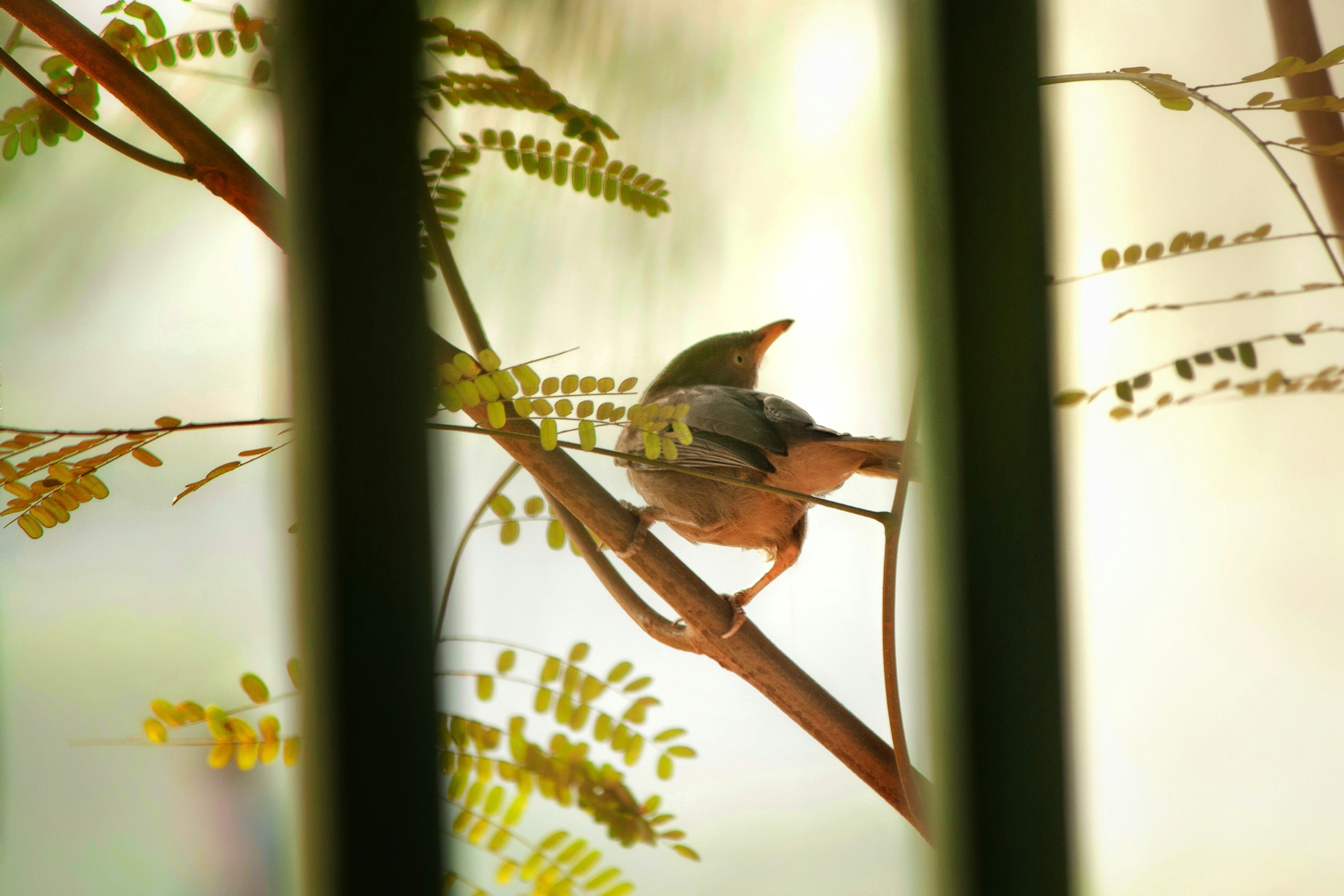 Hidden Songbird in a Shaded Window Gap