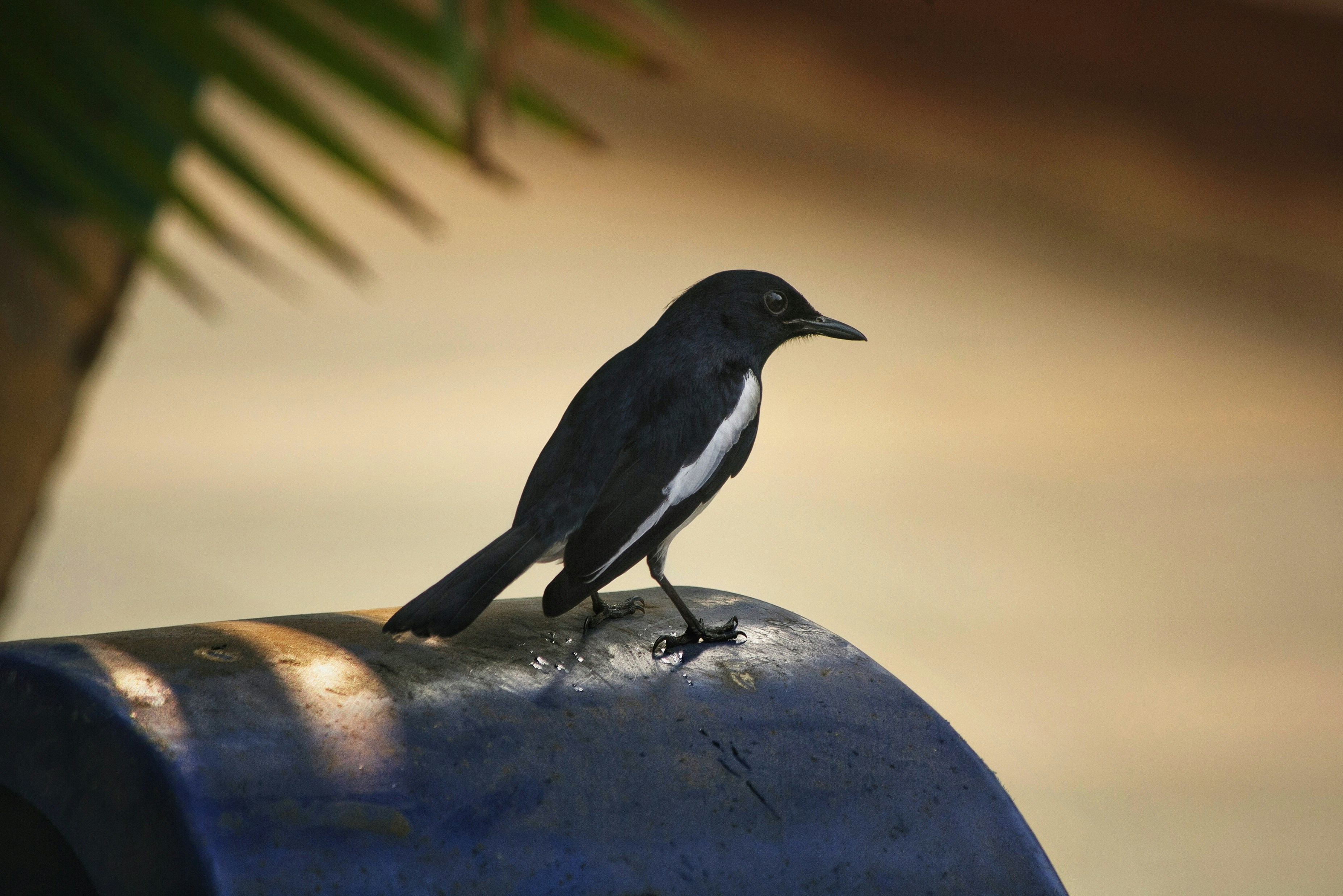 Oriental Magpie Robin ✨ • Wikipedia - The Oriental magpie-robin (Copsychus saularis) is a small passerine bird that was formerly classed as a member of the thrush family Turdidae, but now considered an Old World flycatcher. They are distinctive black and white birds with a long tail that is held upright as they forage on the ground or perch conspicuously. Occurring across most of the Indian subcontinent and parts of Southeast Asia, they are common birds in urban gardens as well as forests. They are particularly well known for their songs and were once popular as cagebirds.