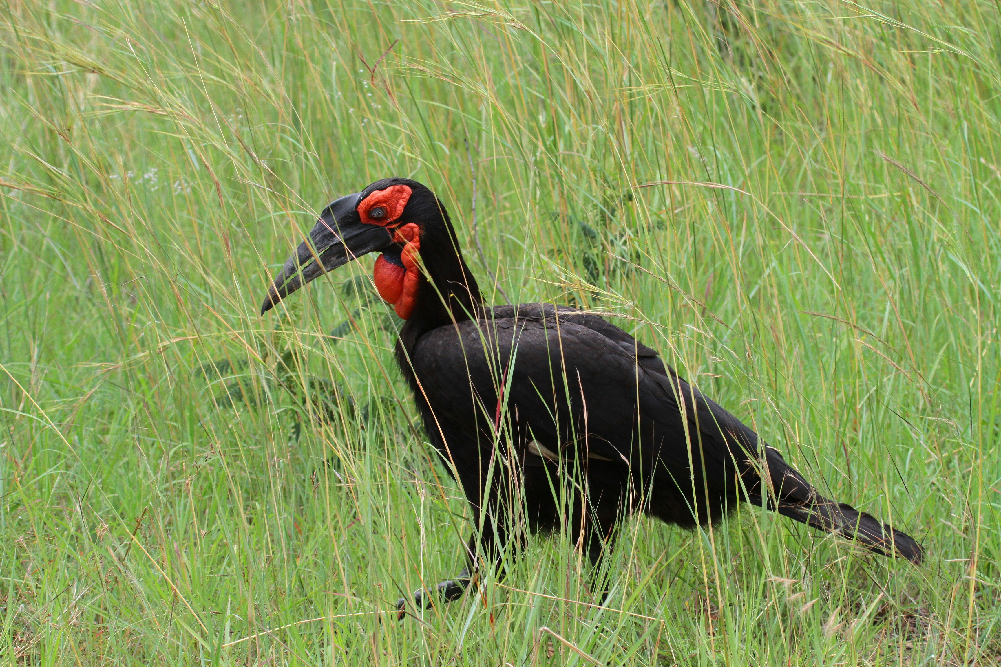 Un oiseau noir avec un bec rouge debout dans les hautes herbes photo ...