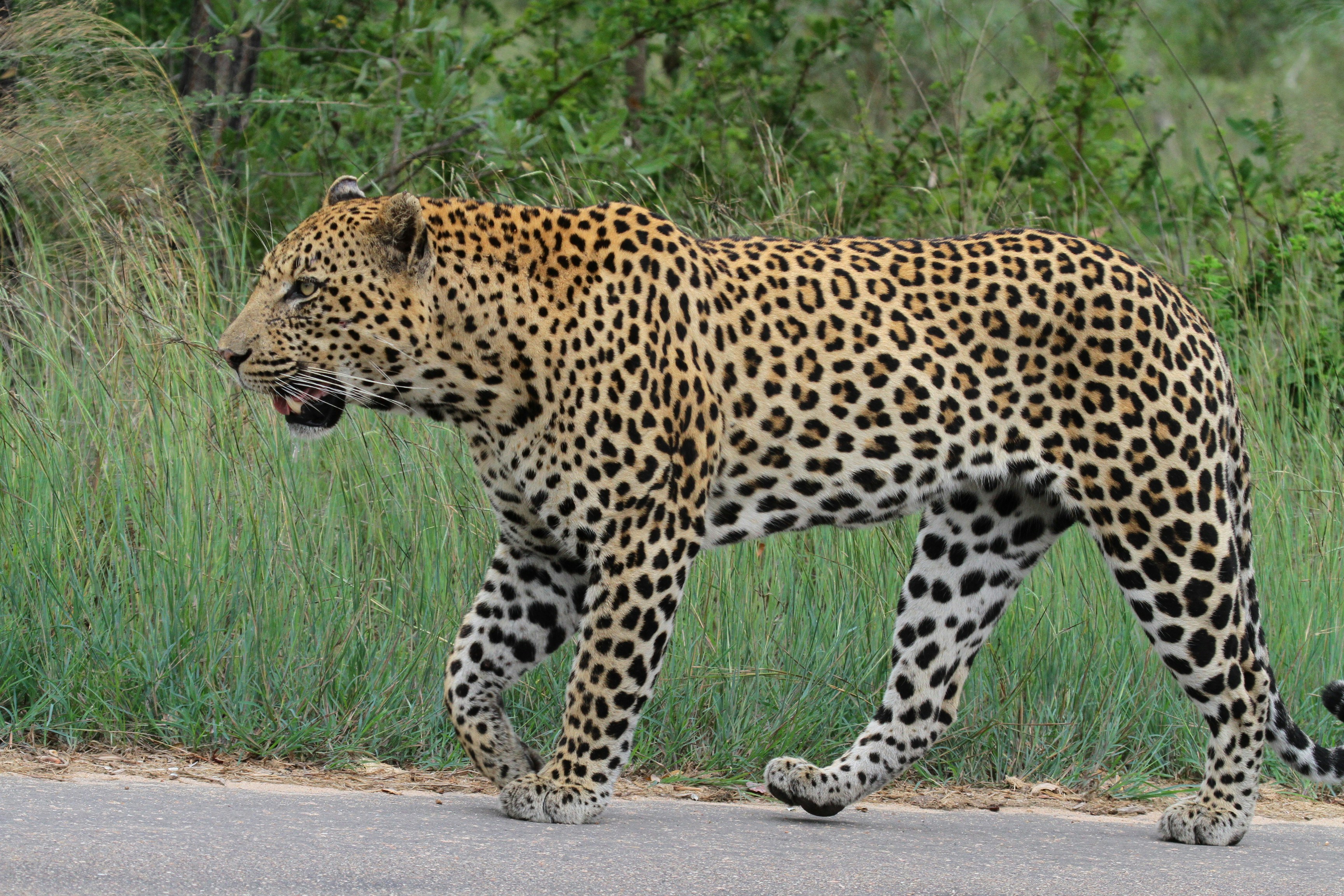 Mid-Stride Leopard: A Silent Stalker Crossing the Road