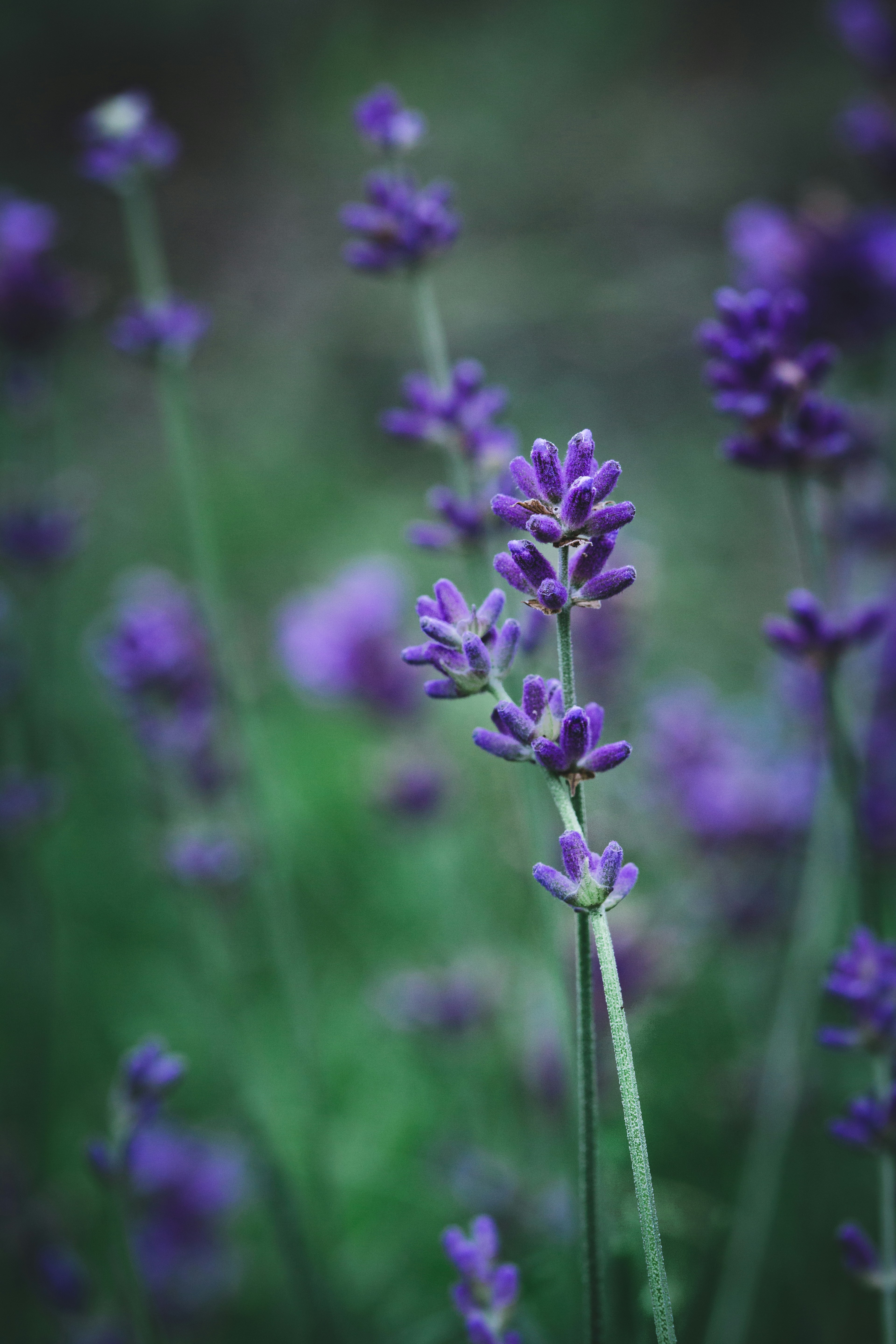 Lavender blossoms standing tall amidst a soft-focus background of green, creating a serene and tranquil atmosphere.
