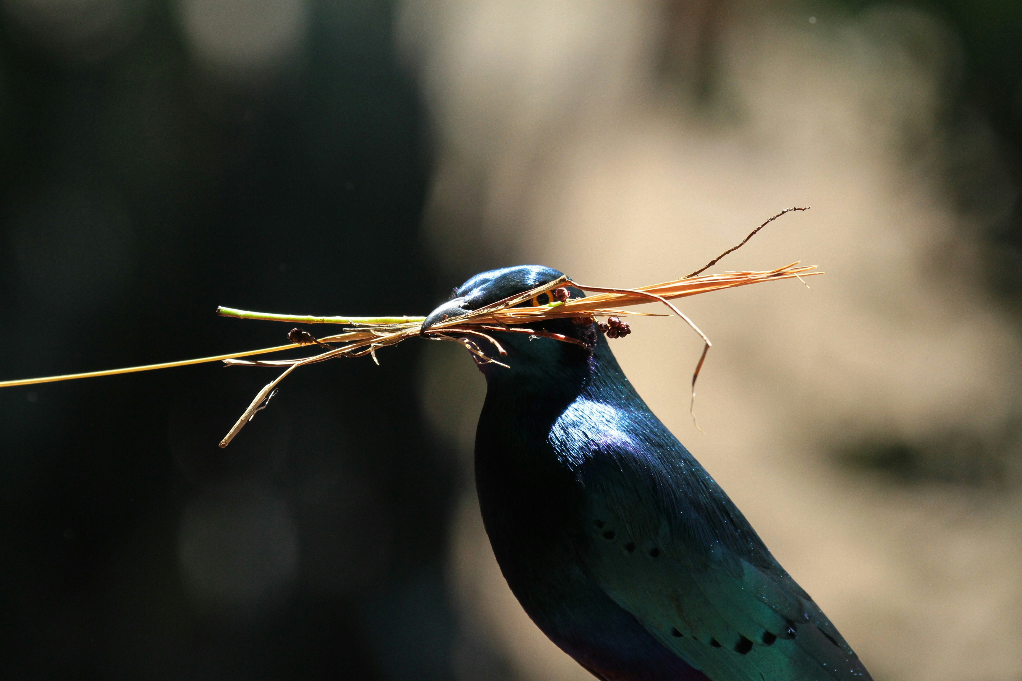 Photo by Mitch Mitchell with Canon EOS 7D