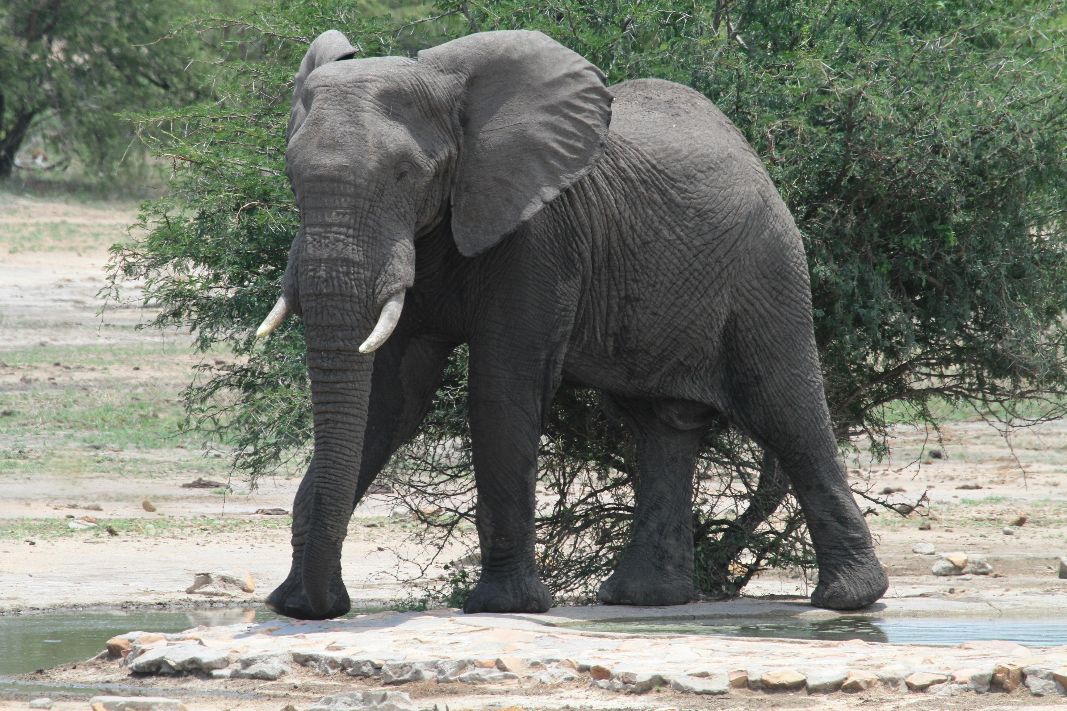 Riverside Sentinel: A solitary African elephant pauses at the edge of a waterhole