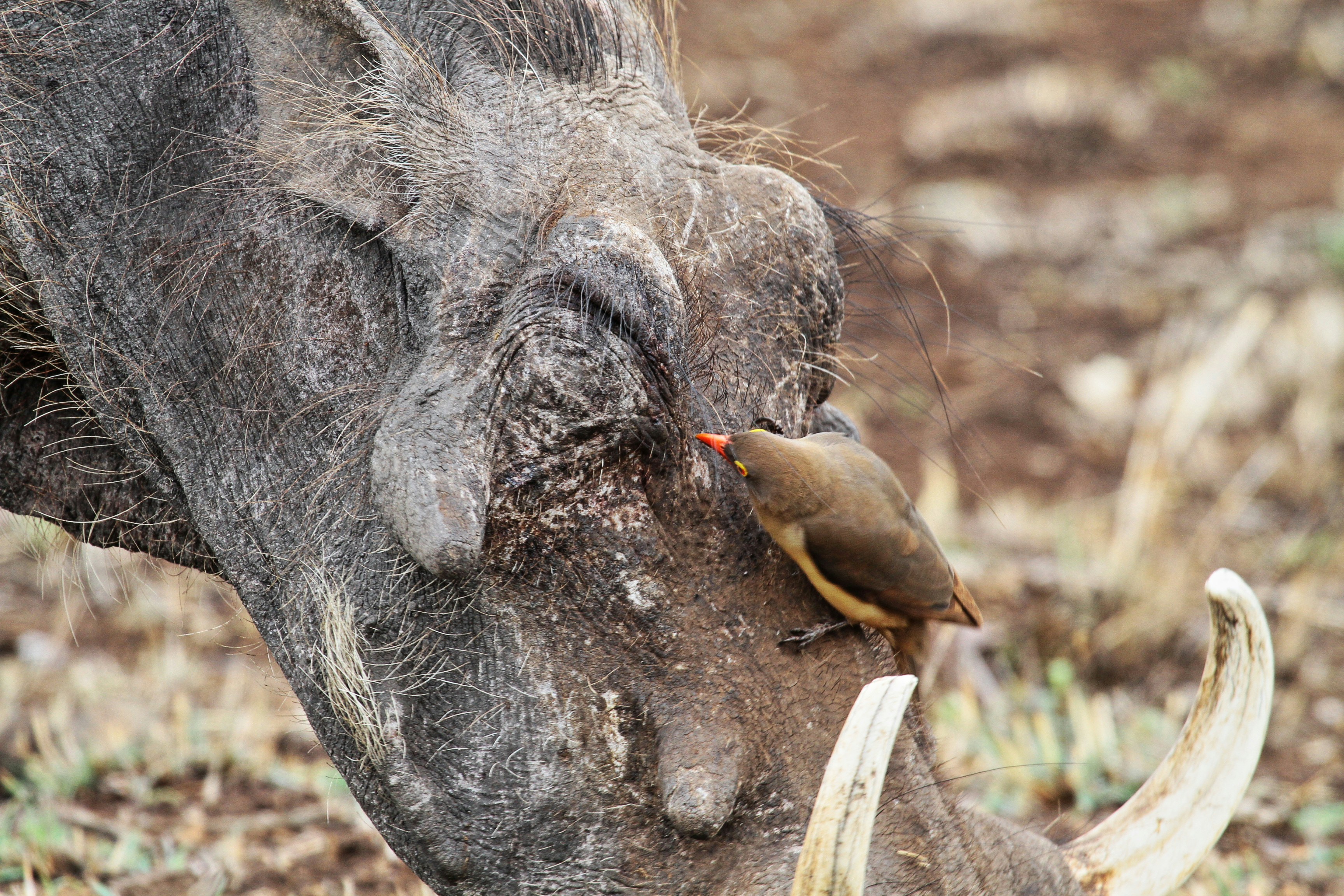 A warthog eating a piece of meat on the ground photo – Free Animal ...