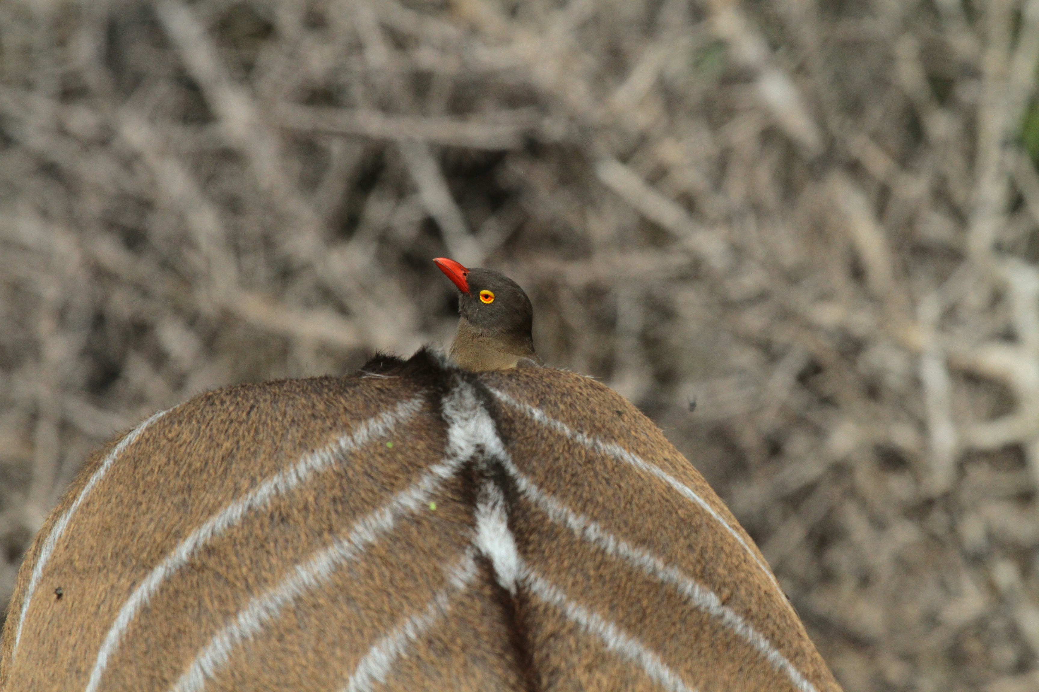 Photo by Mitch Mitchell with Canon EOS 7D