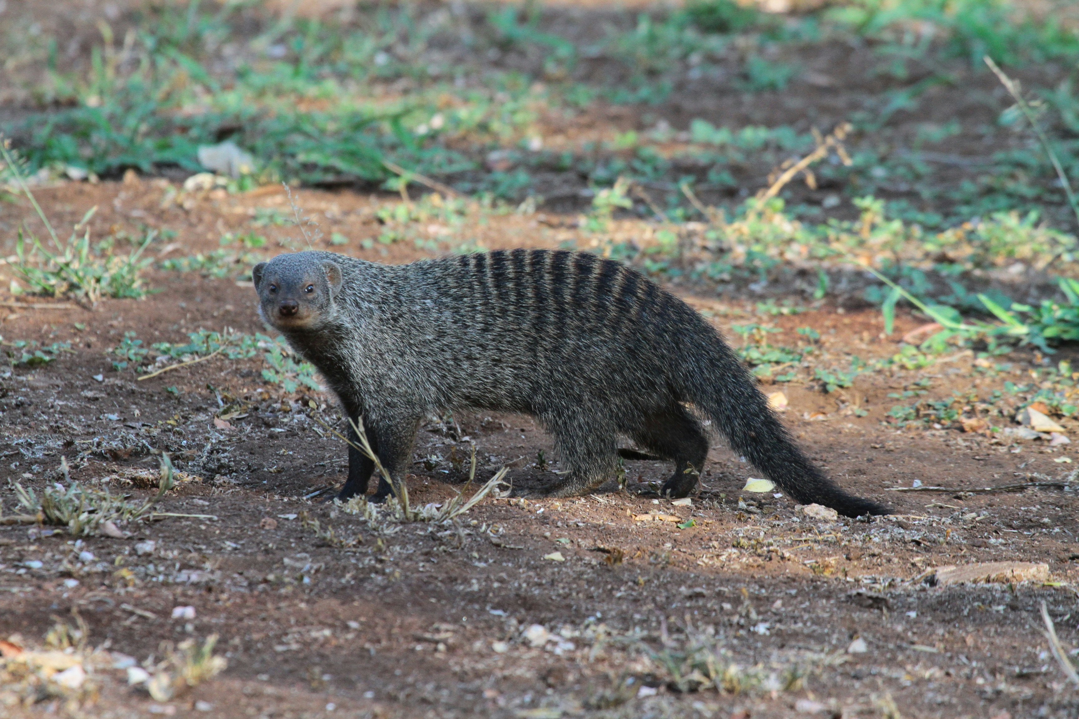 Dust-Washed Striped Forager on the Edge of Shade
