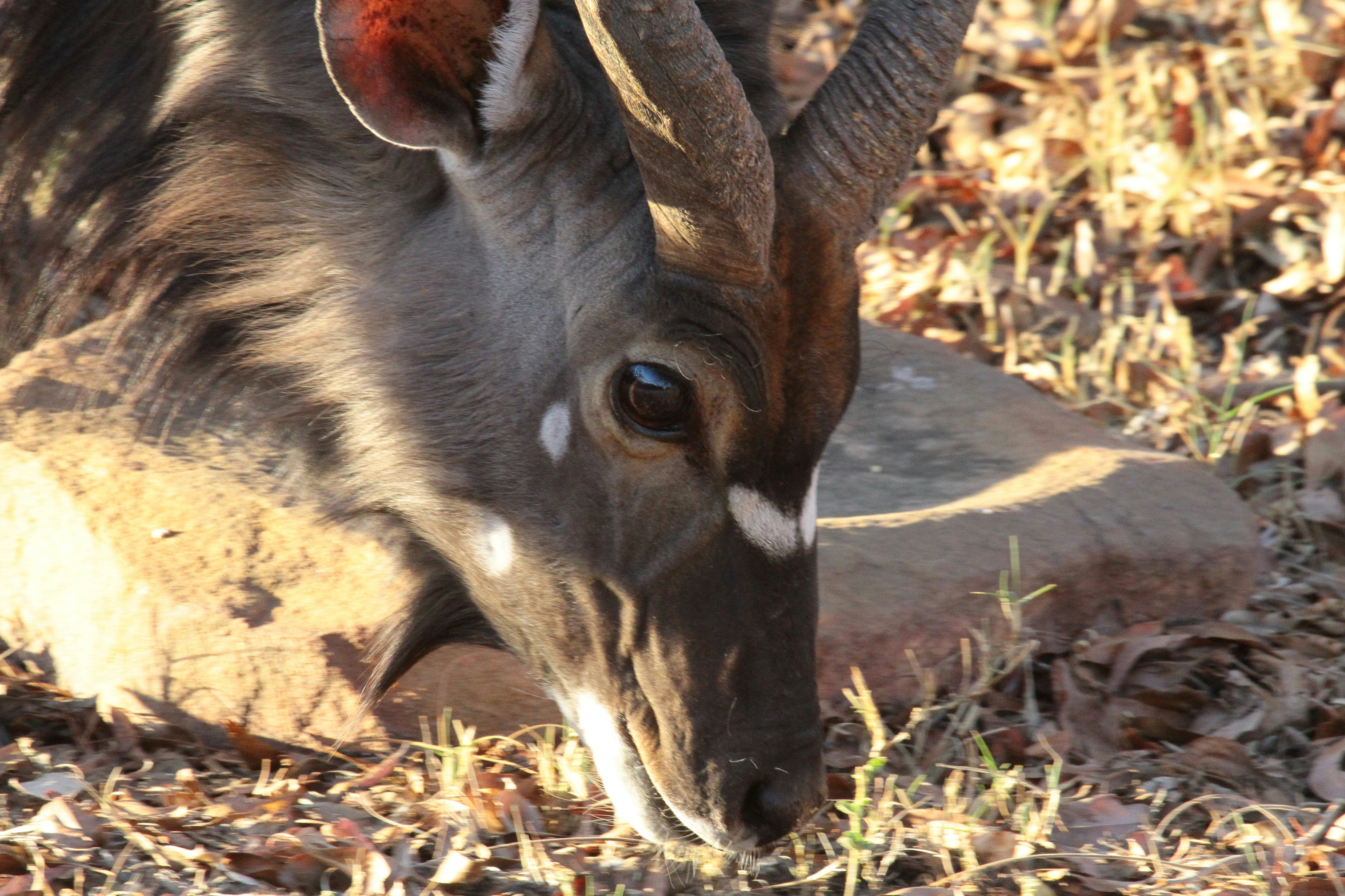 Sunlit Close-Up: Resting Antelope's Attentive Gaze