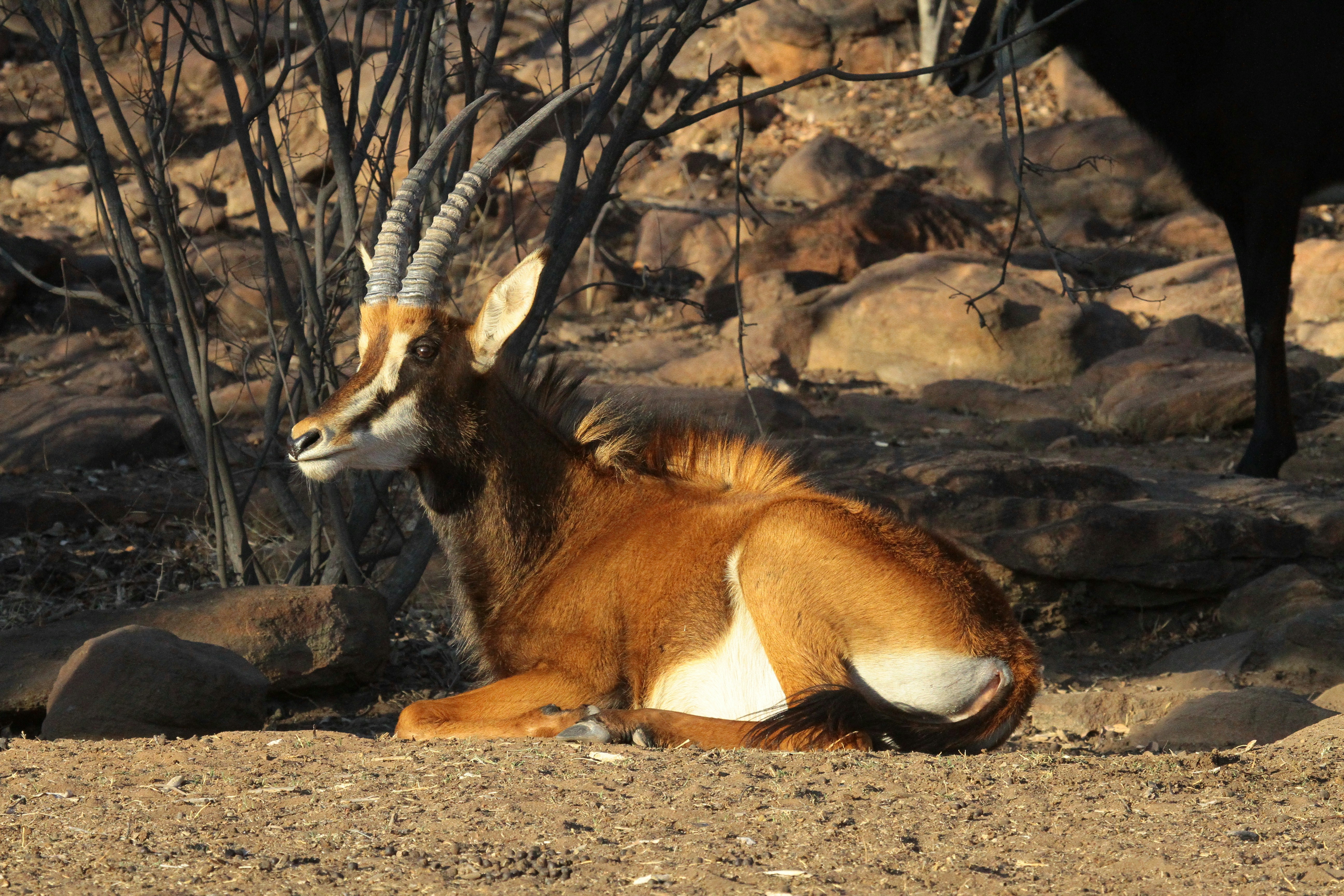 Photo by Mitch Mitchell with Canon EOS 7D