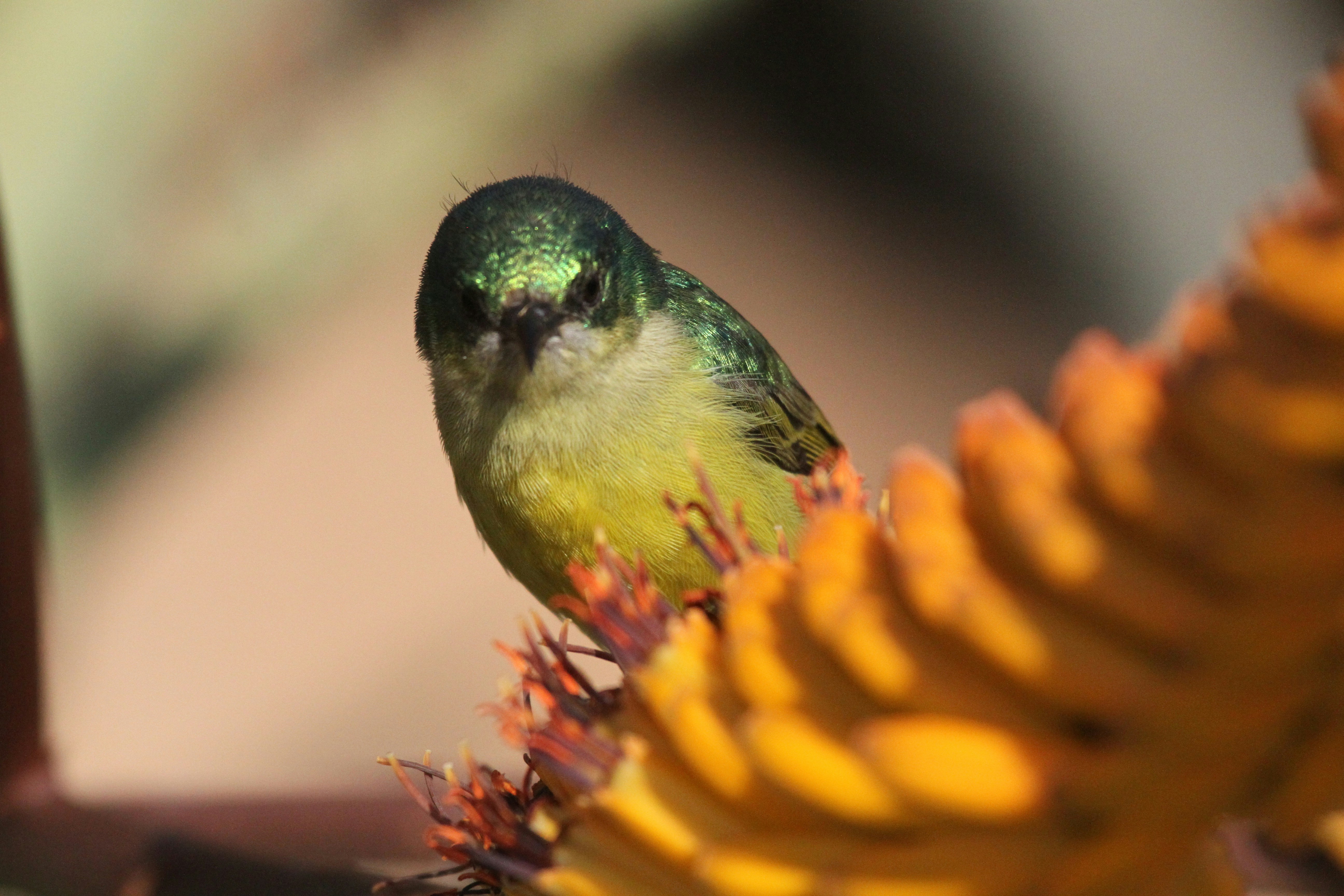 Emerald-throated Hummingbird Framed by a Sunlit Orange Bloom