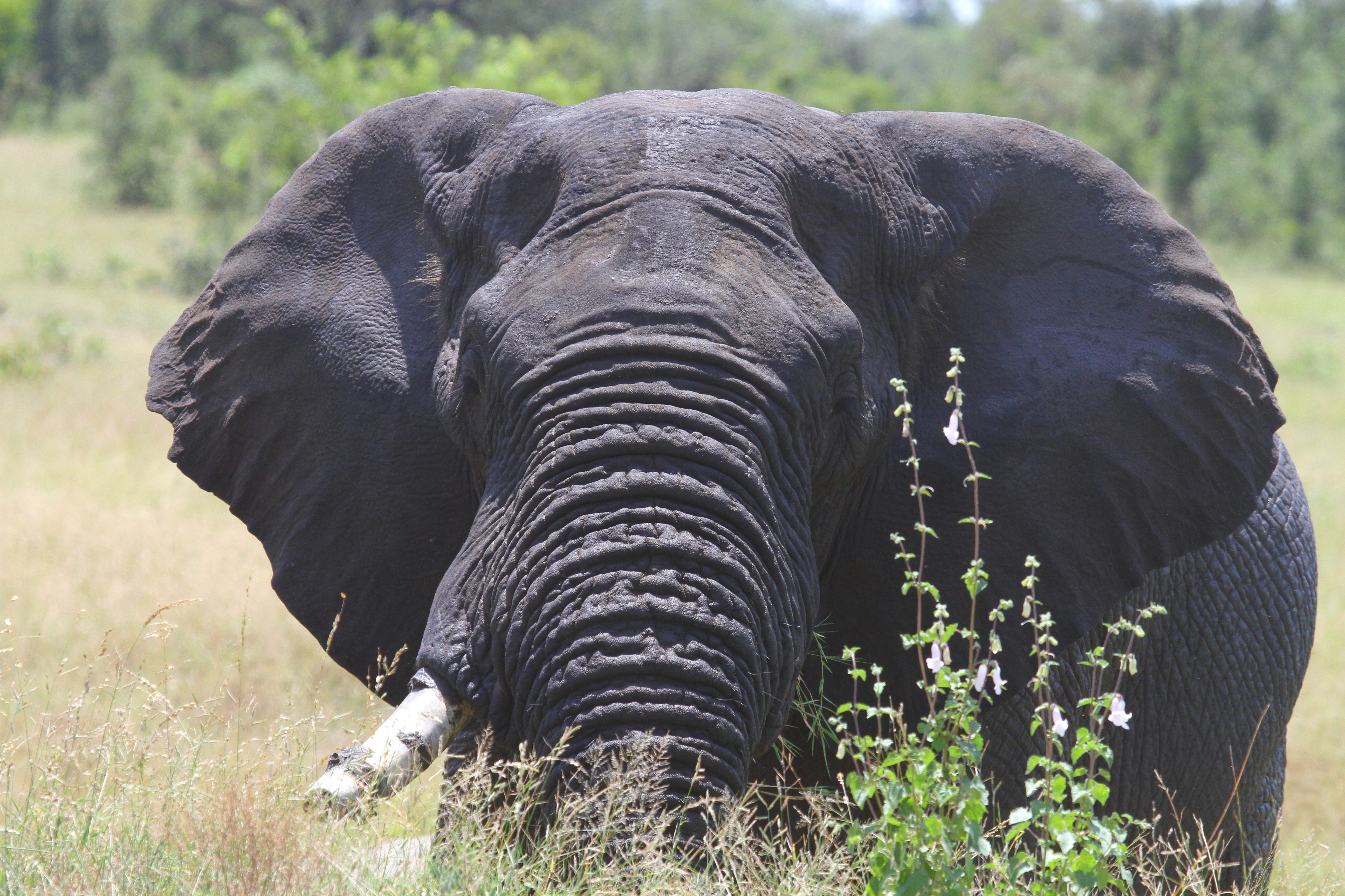 Giant in the Grass: Elephant Portrait in Savanna Light