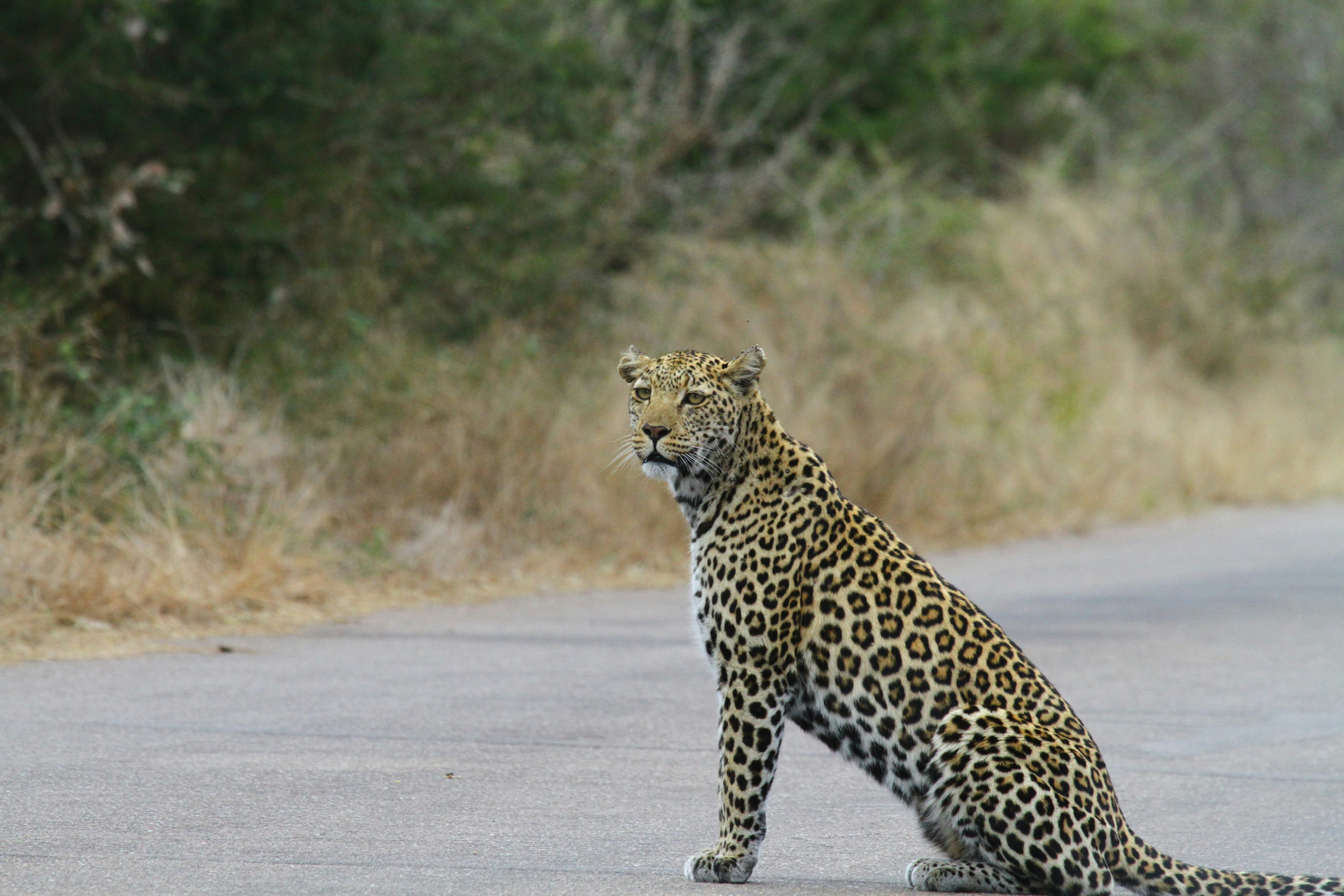 A leopard sitting on the side of a road photo – Free Animal Image on ...