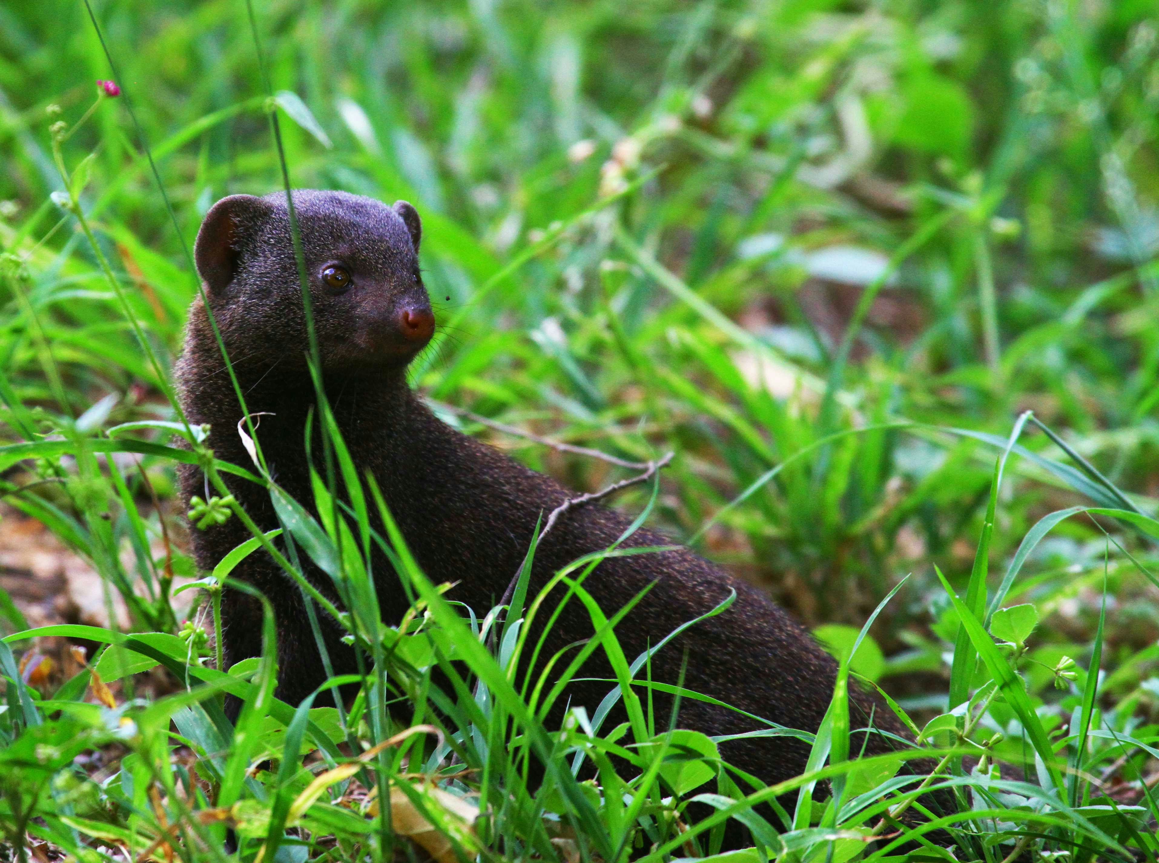 A small animal is sitting in the grass photo – Free Animal Image on ...