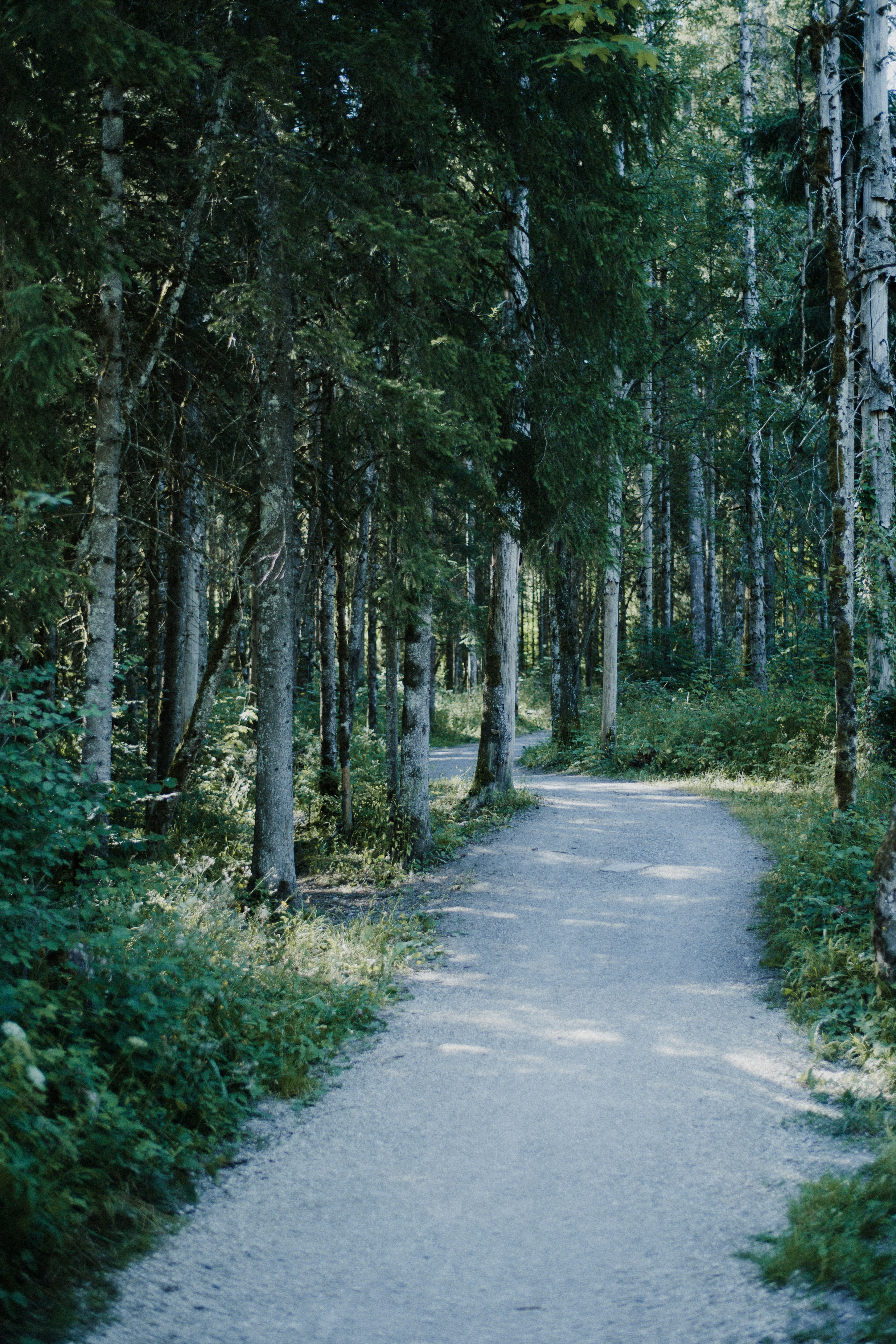 Un chemin au milieu d’une forêt avec beaucoup d’arbres photo – Photo ...