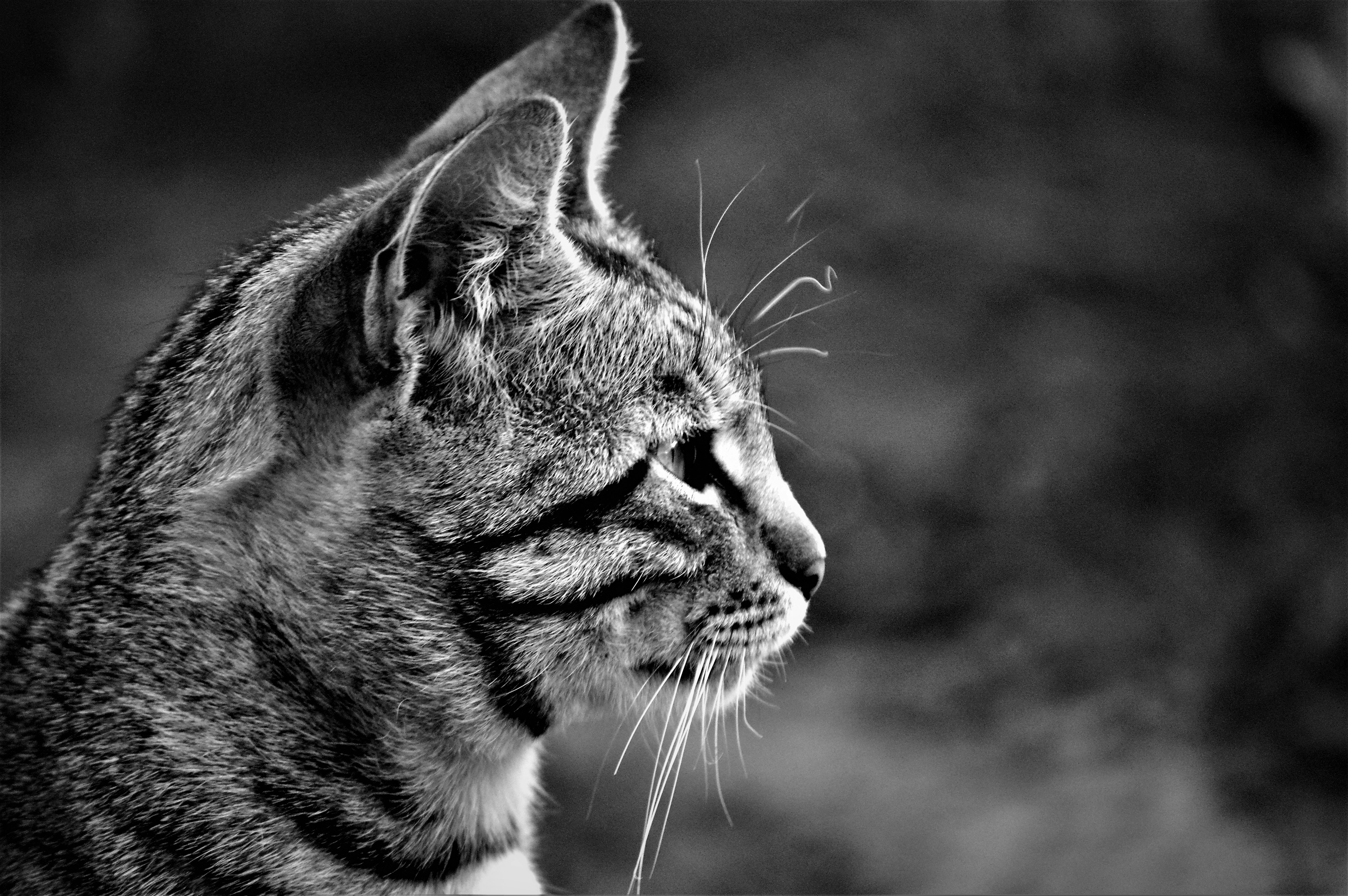  profile of a tabby cat in monochrome with a soft, blurred background