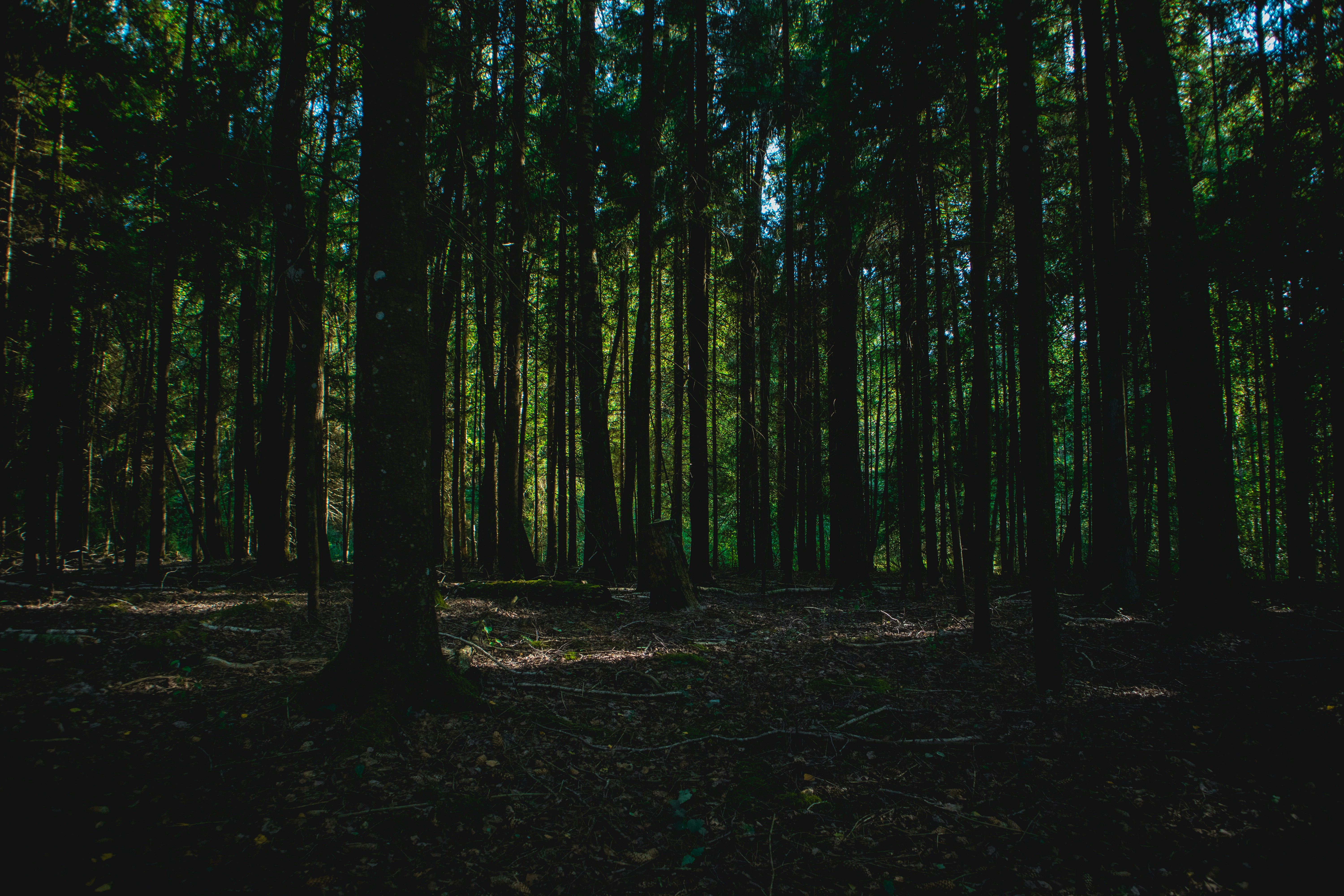 A forest filled with lots of tall trees photo – Free Wallpaper Image on ...