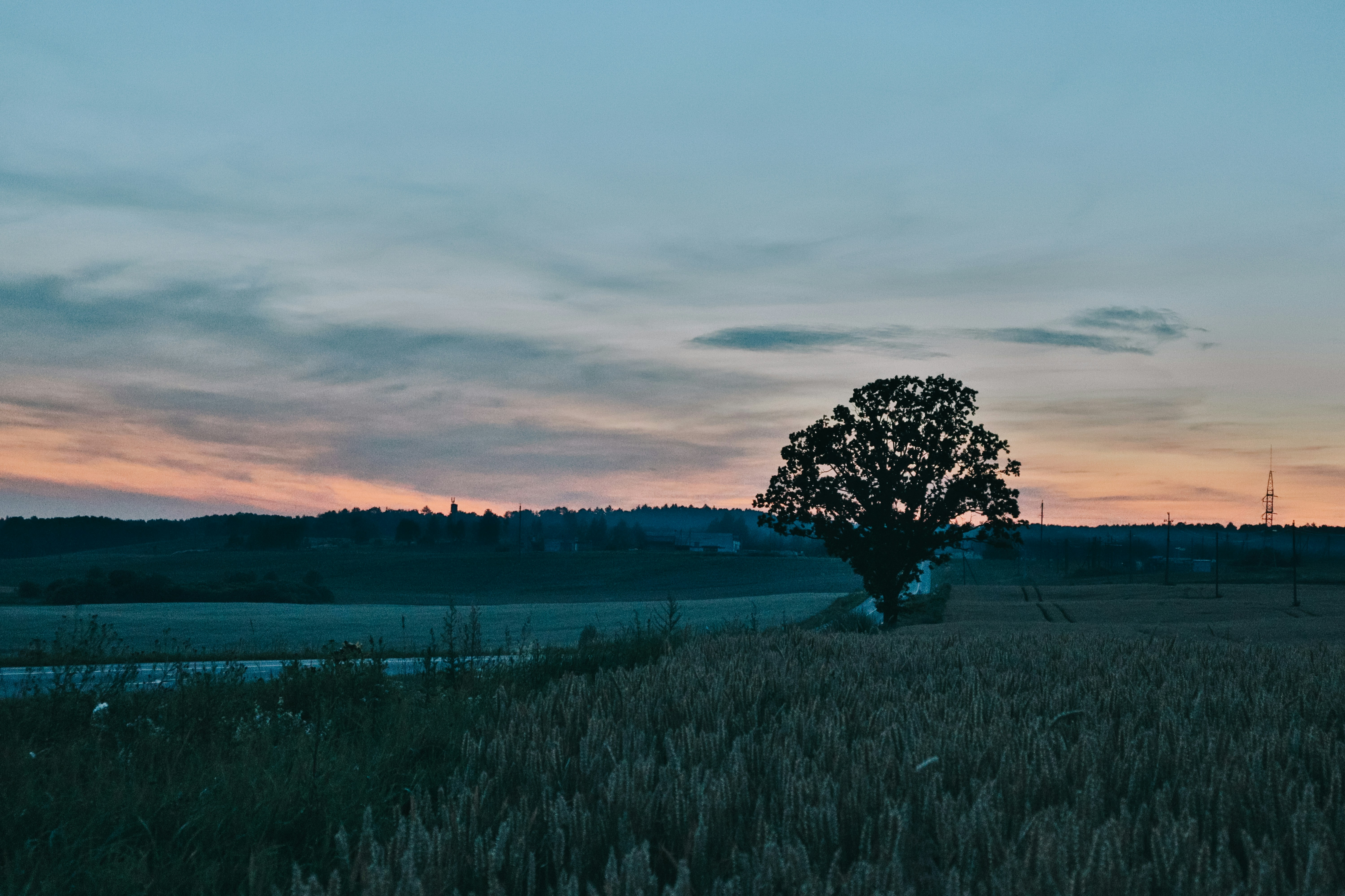 A lone tree in a field at sunset photo – Free Tree Image on Unsplash