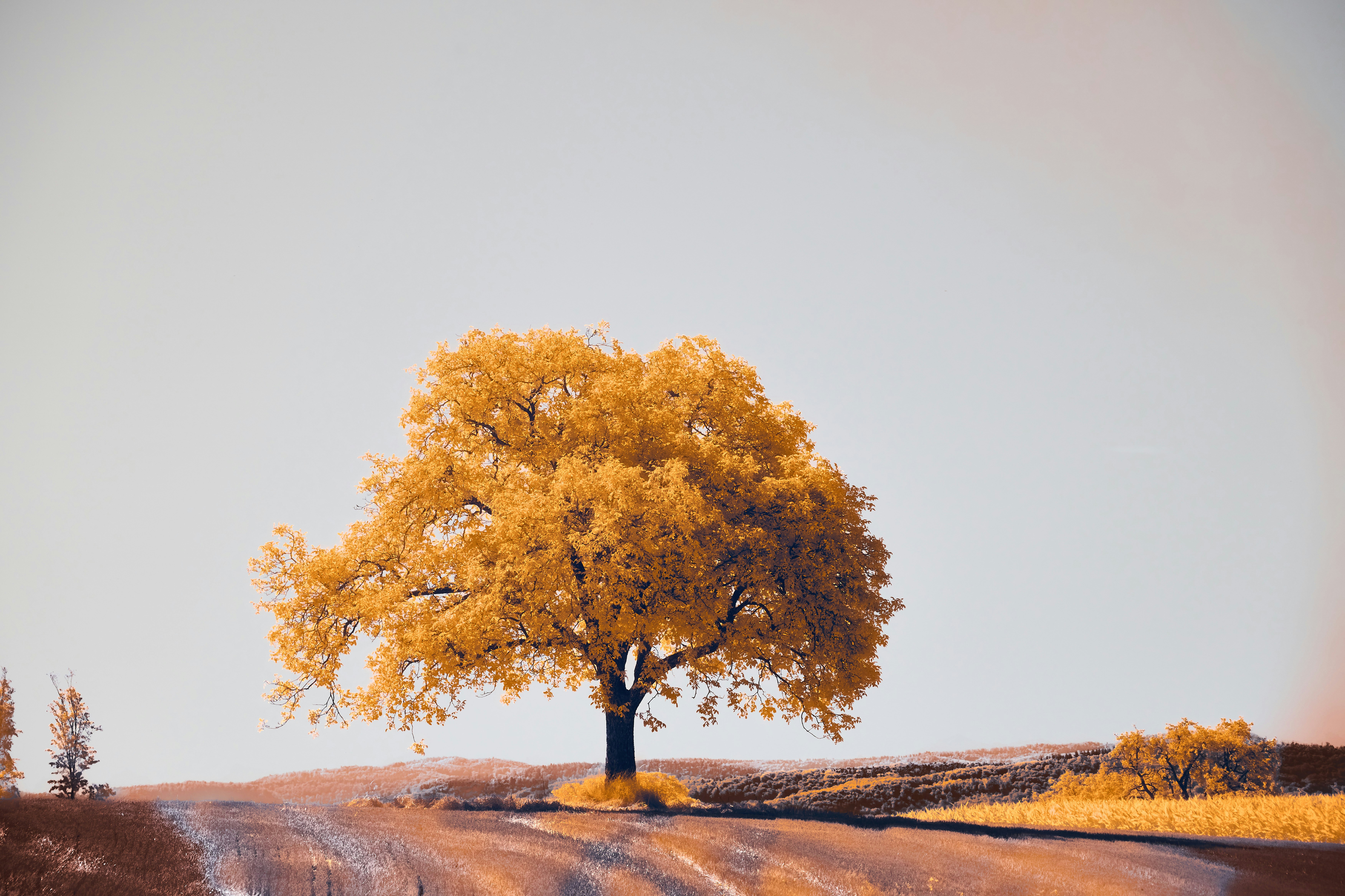 A lone tree on a hill with a sky background photo – Free Backgrounds ...