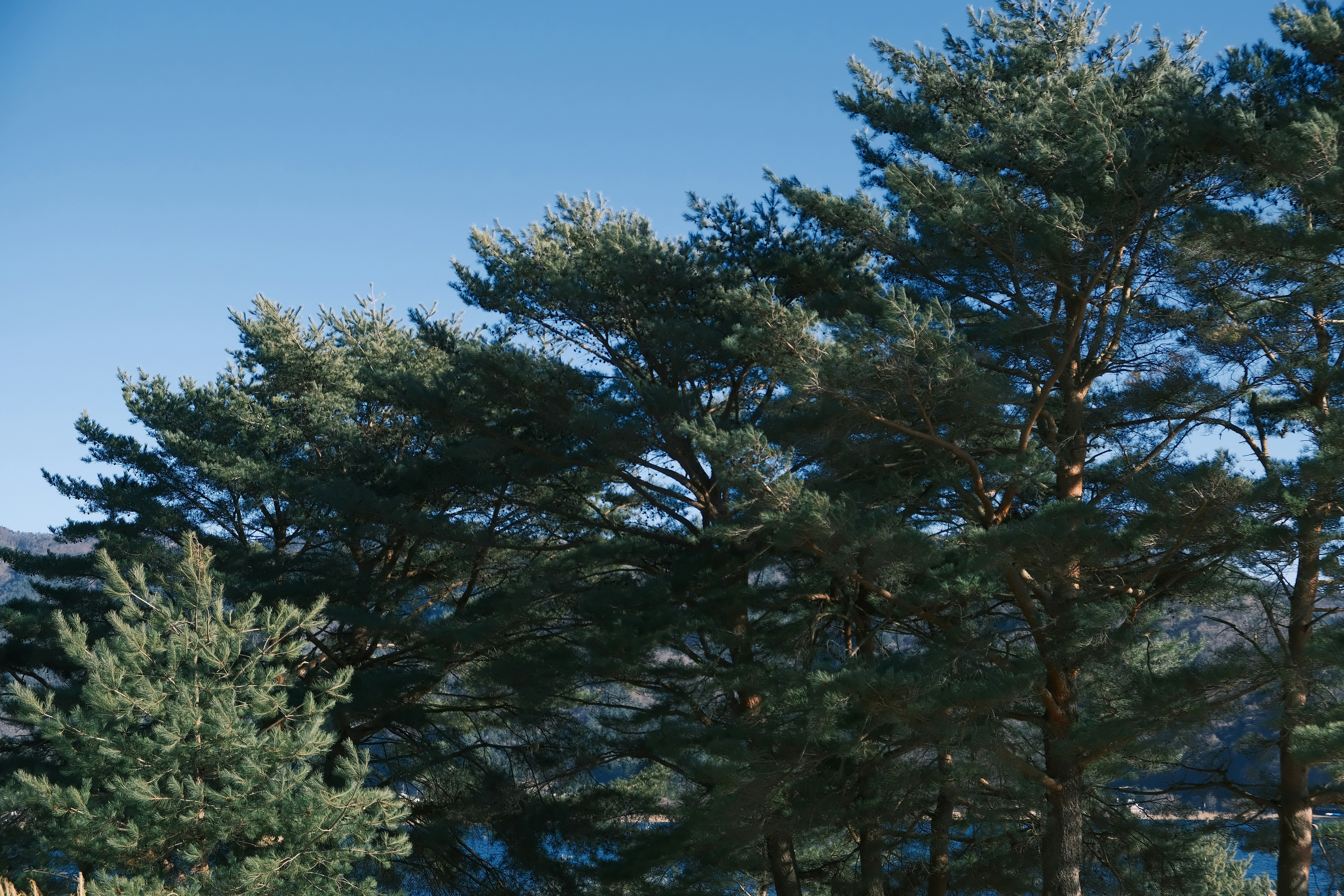 Canopy on the Edge: Pines Framing a Sapphire Shore
