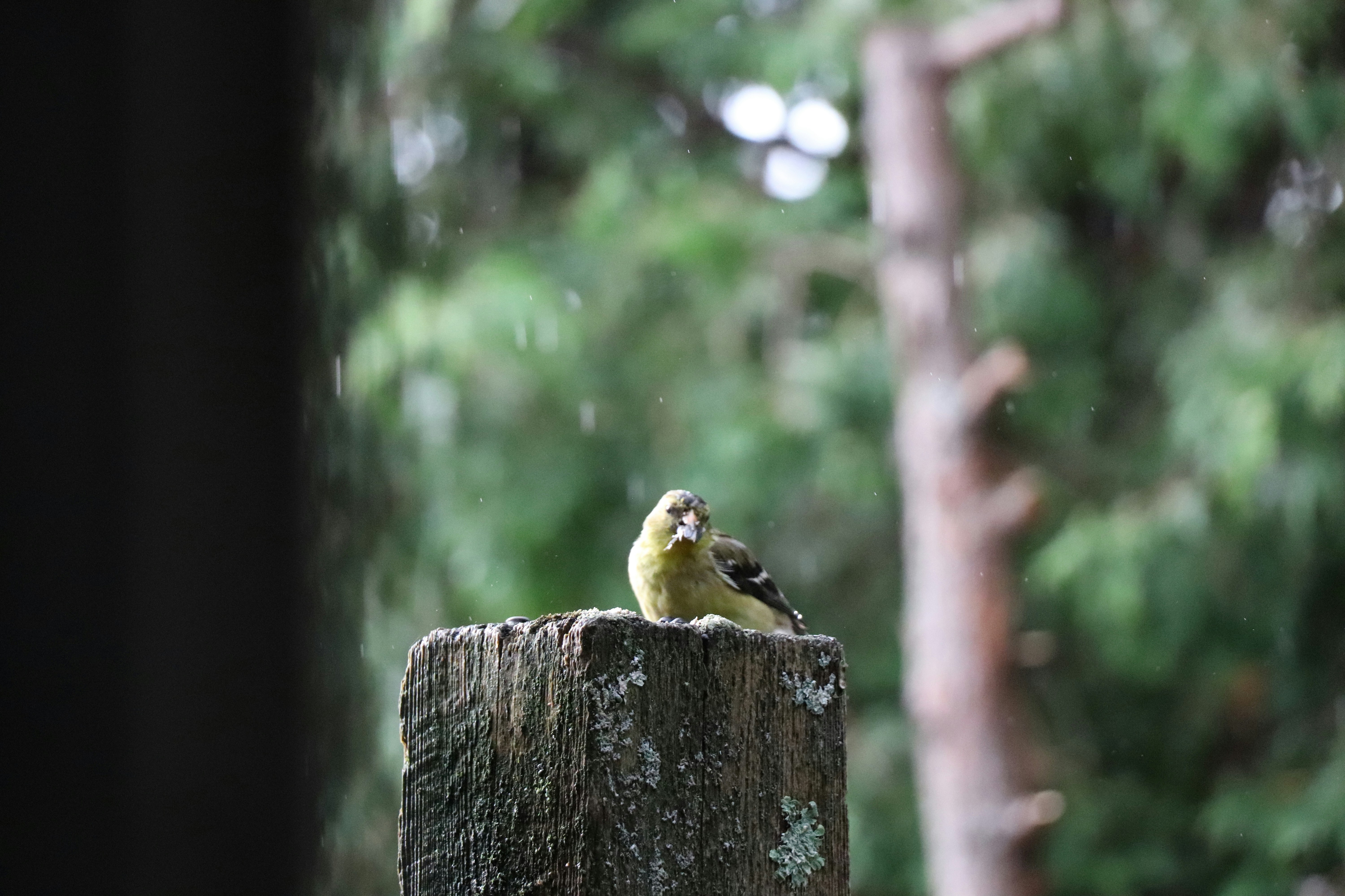 Tiny Forest Observer on a Weathered Stump