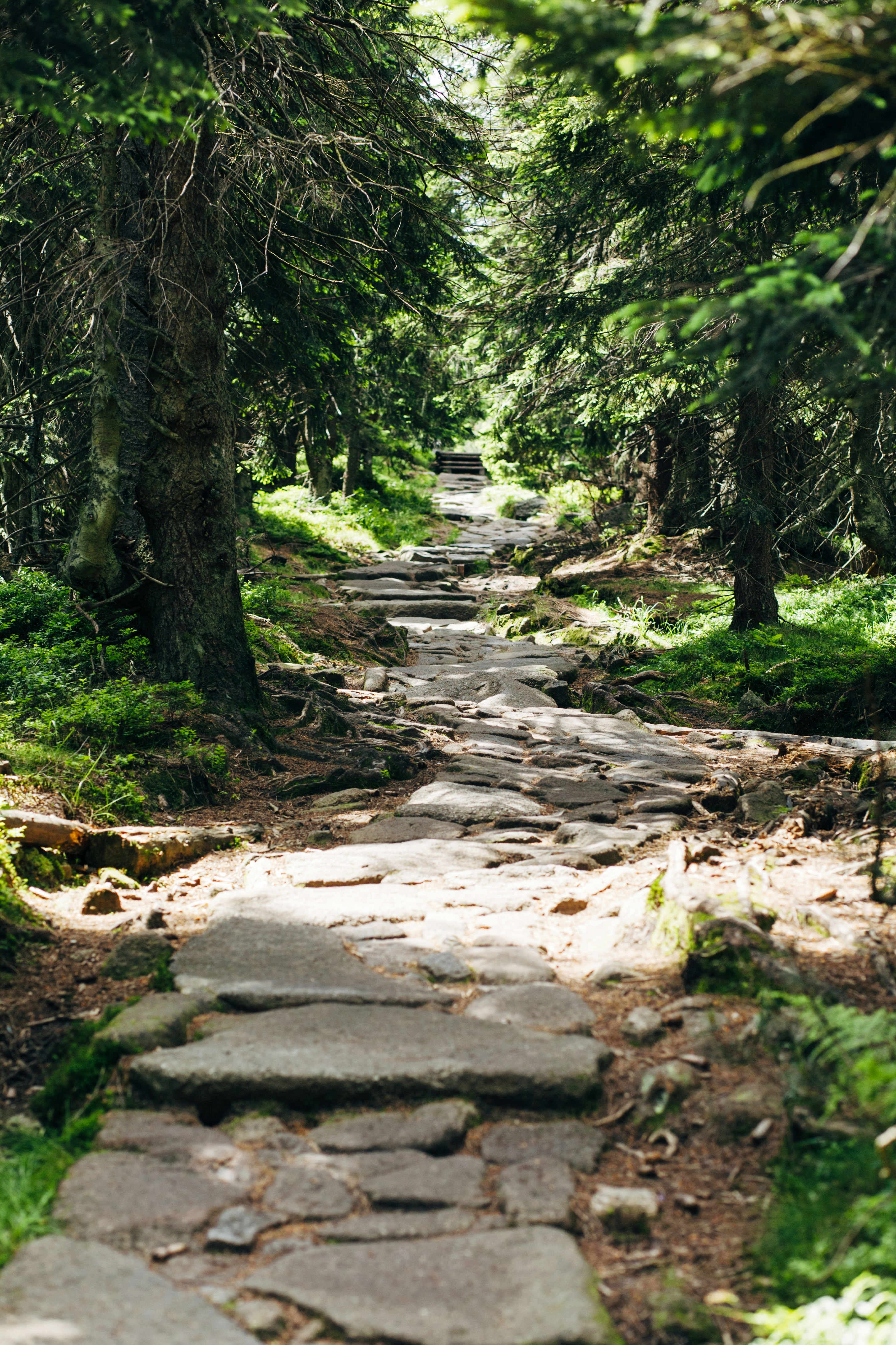 Un chemin de pierre au milieu d’une forêt photo – Photo Karkonosze ...
