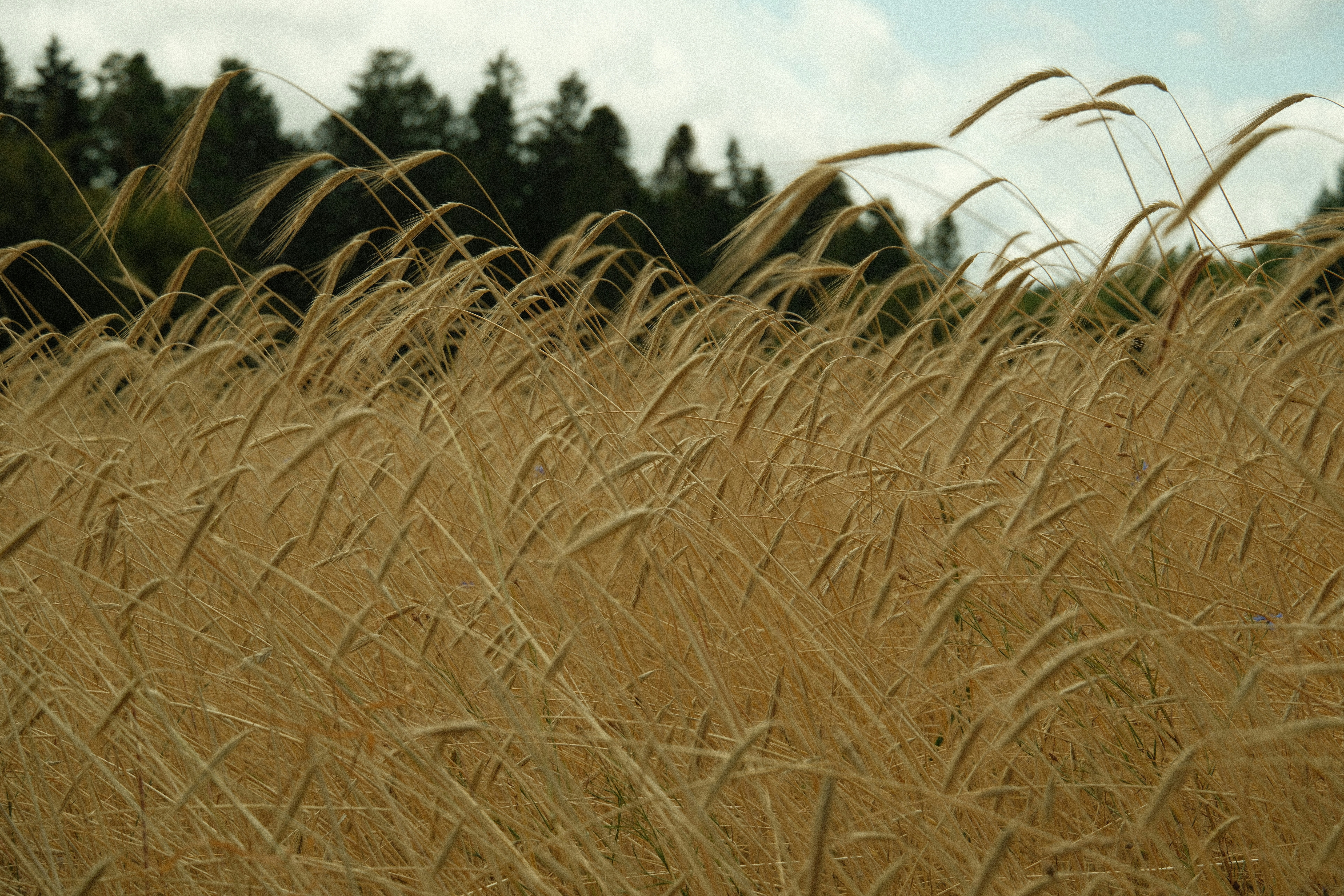 A field of tall brown grass with trees in the background photo – Free ...