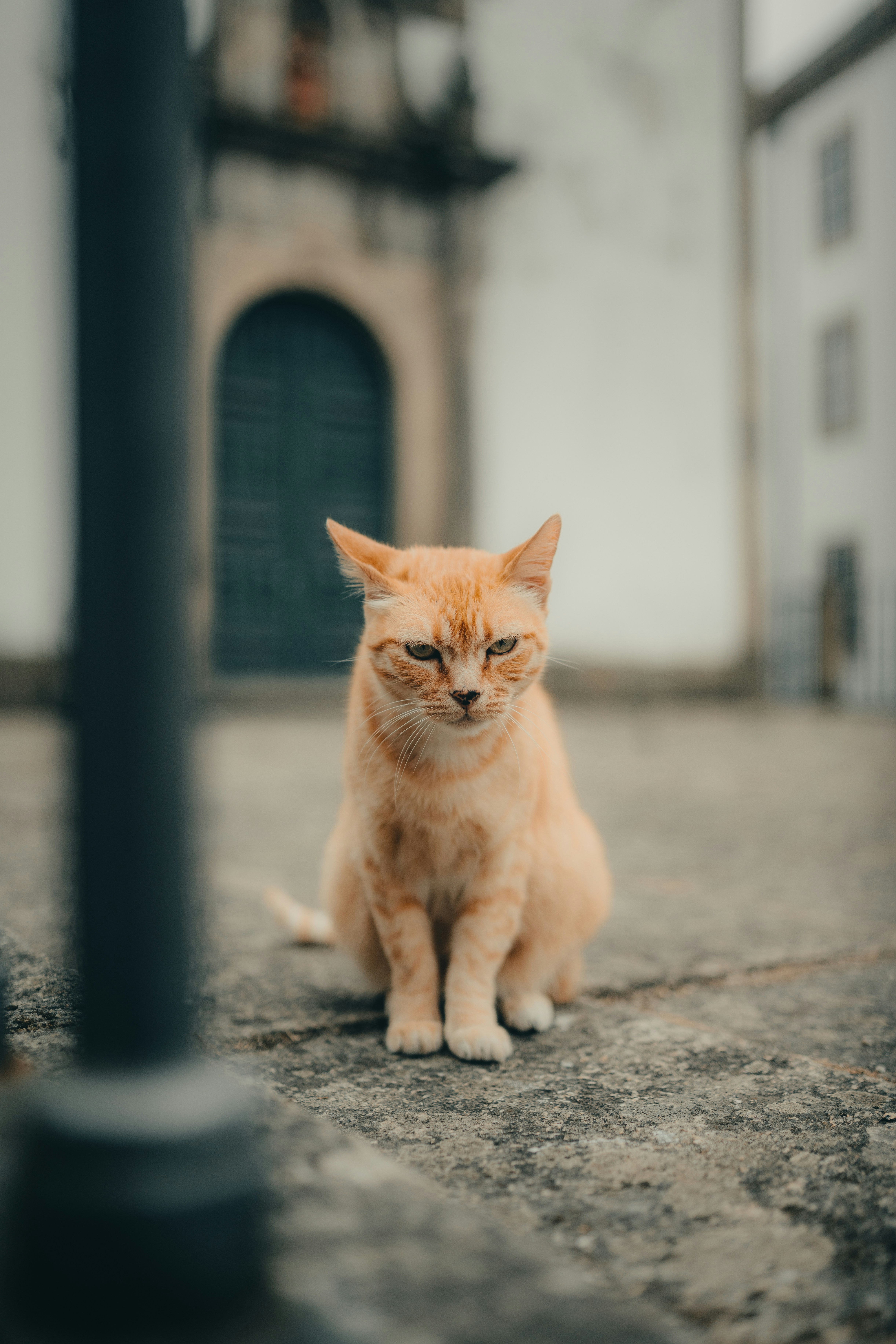 A focused orange cat sits on a cobblestone street, with an ornate door in the background, exuding a sense of curiosity and calm.