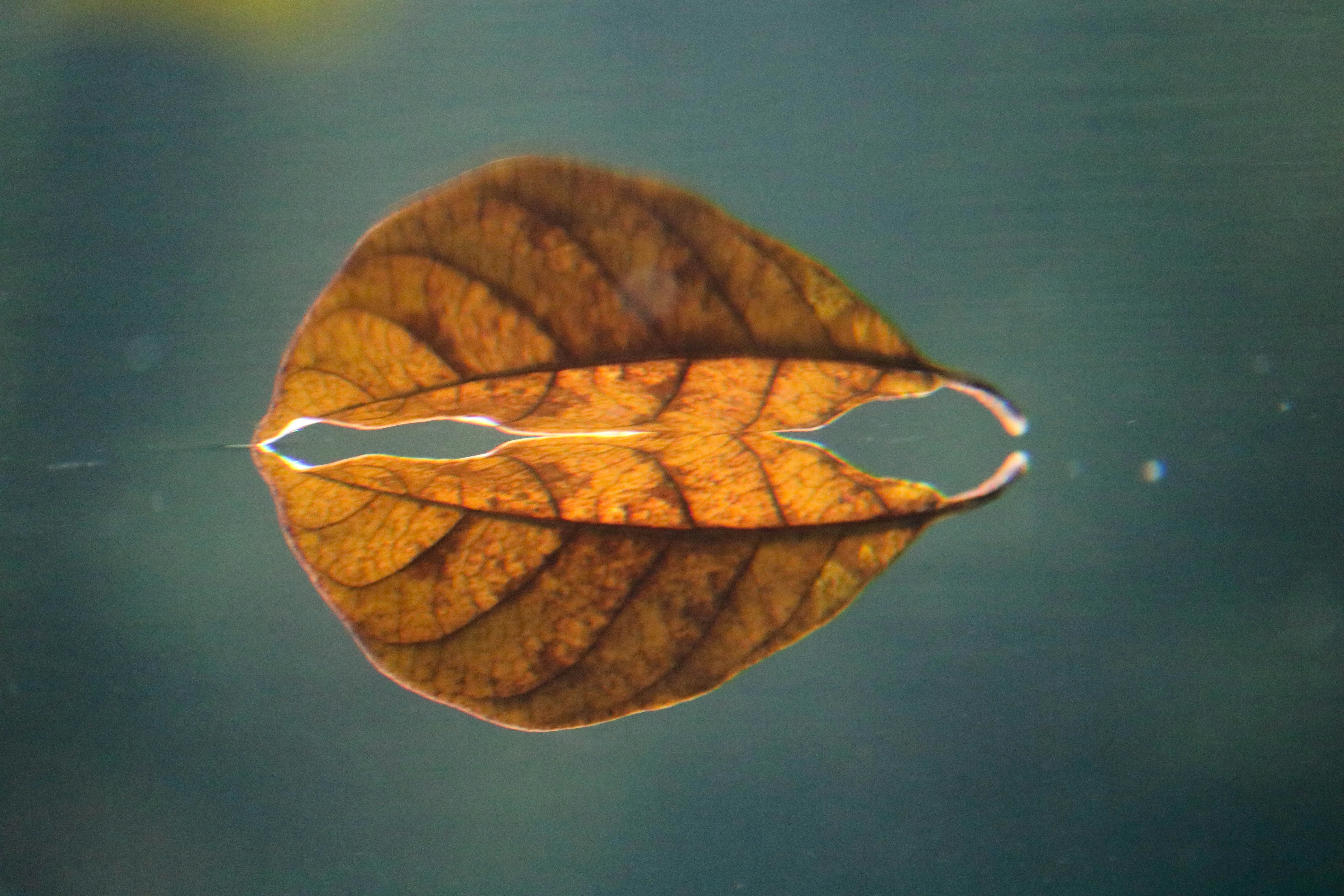 Liminal Leaf on a Glassy Mirror: Veins in Autumn Light
