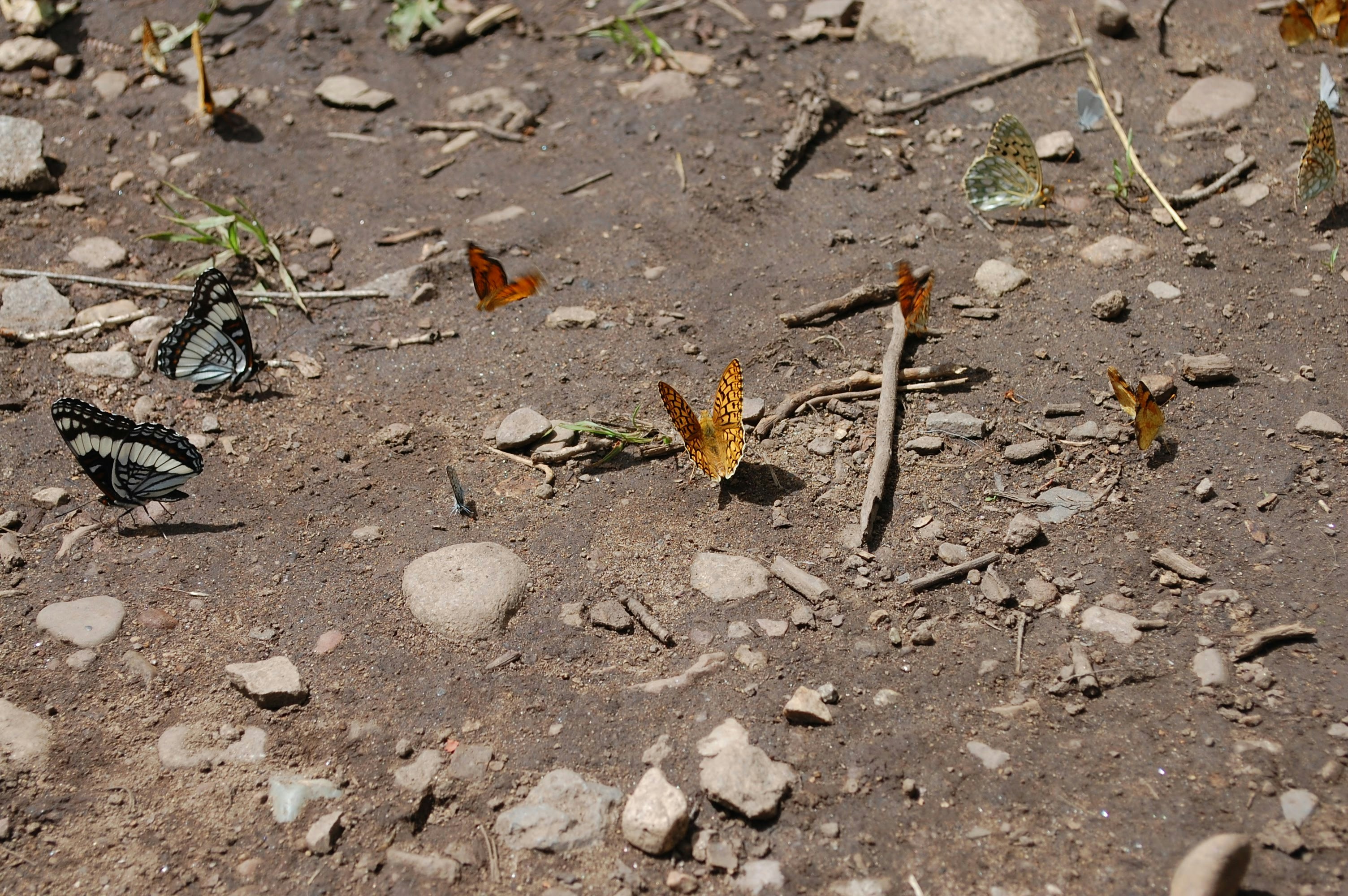 Wings on a Dusty Patch: Butterflies at the Pebble Path's Edge