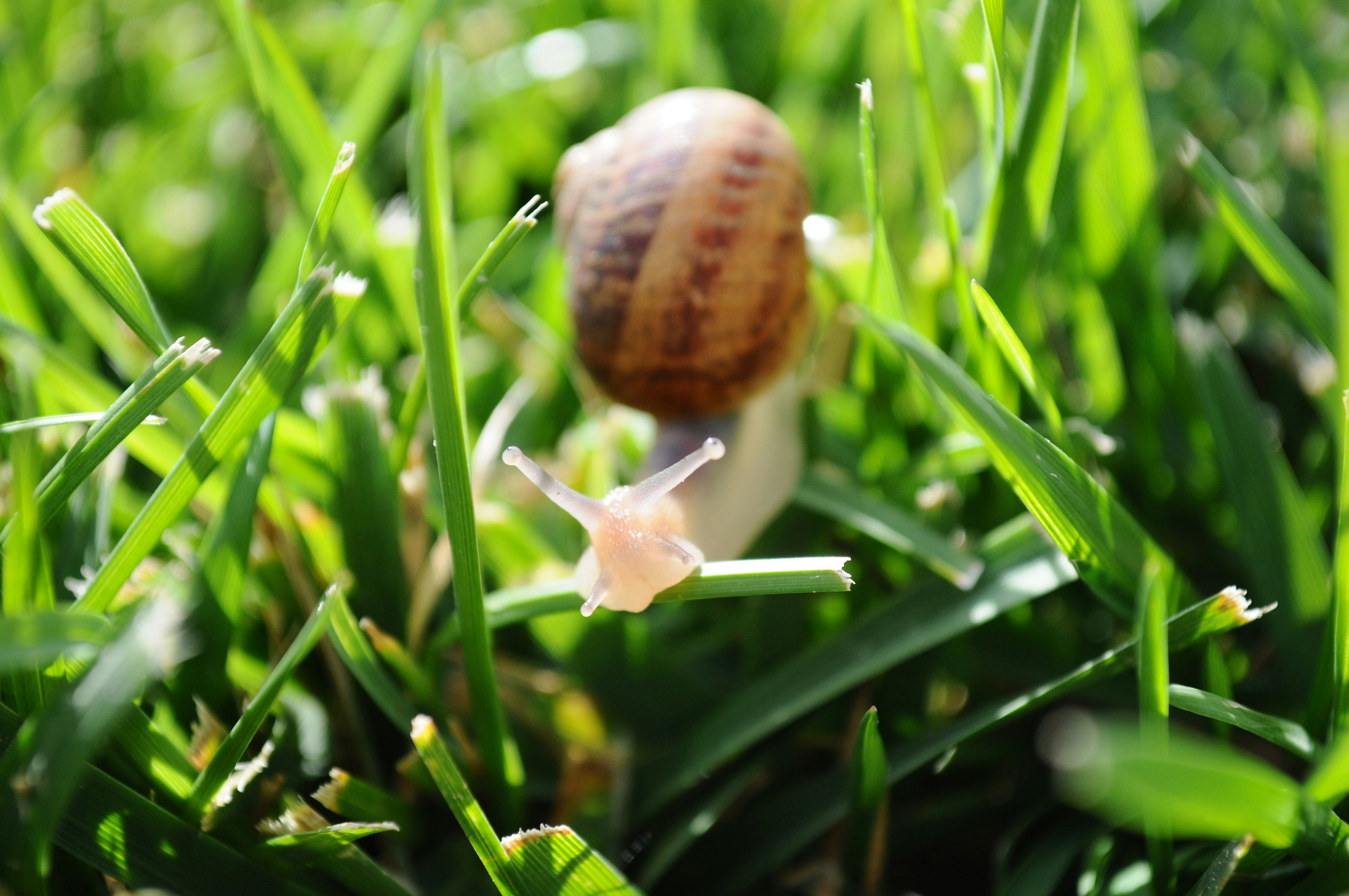 A snail sitting on top of a lush green field photo – Free Image on Unsplash