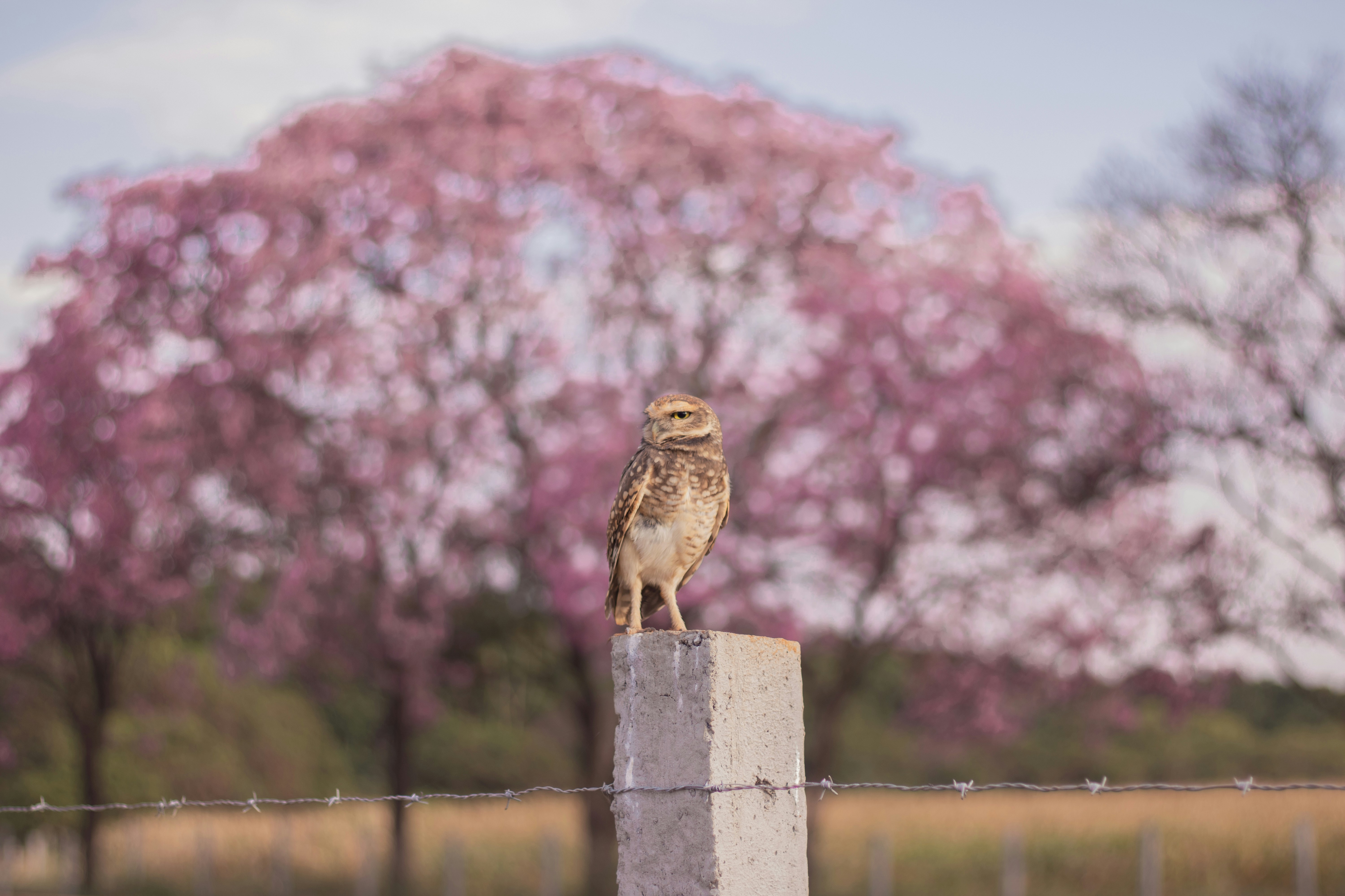 Springtime Sentinel: A raptor perches on a concrete post with a pink blossom backdrop