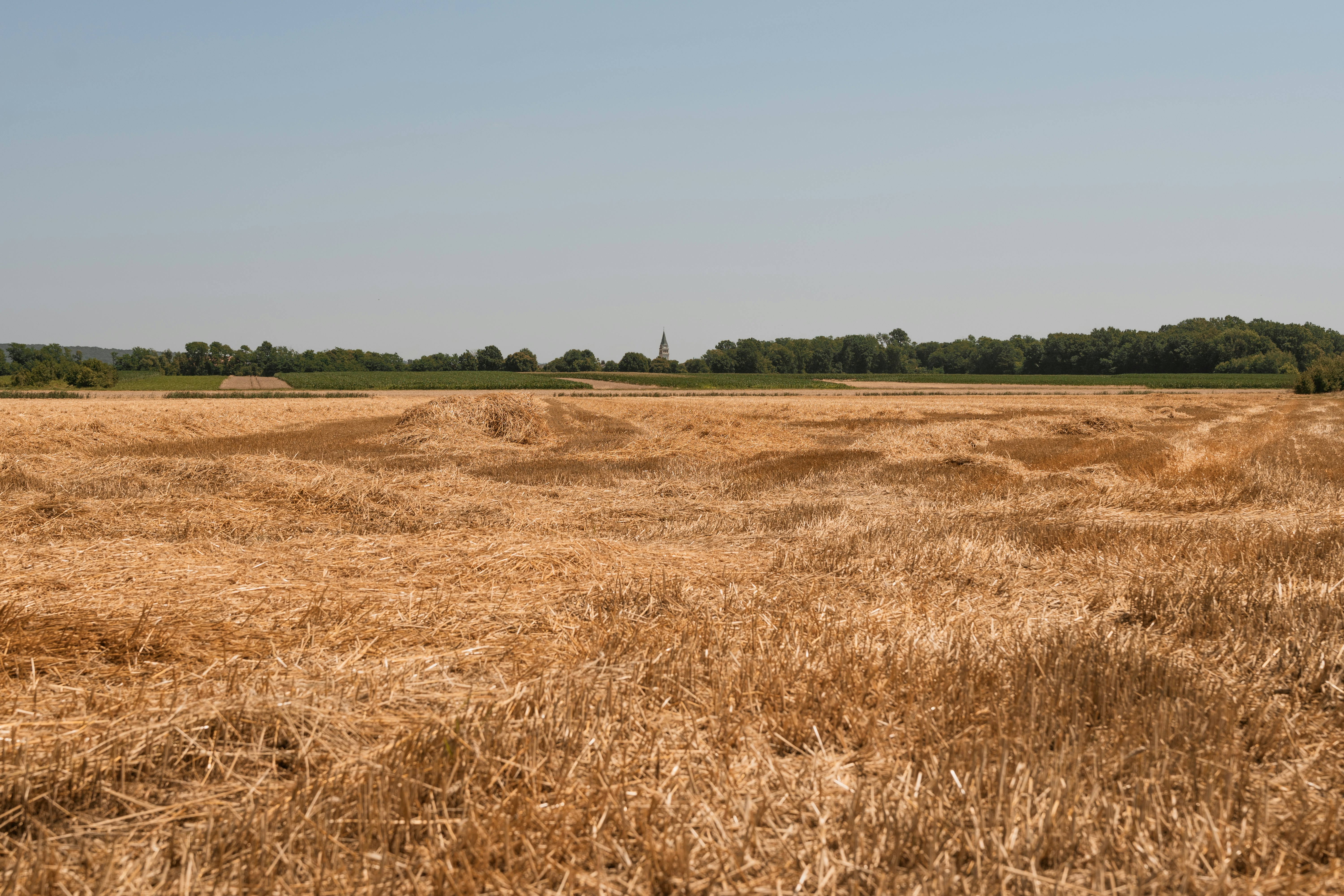 A field of dry grass with trees in the background photo – Free Slovenia ...