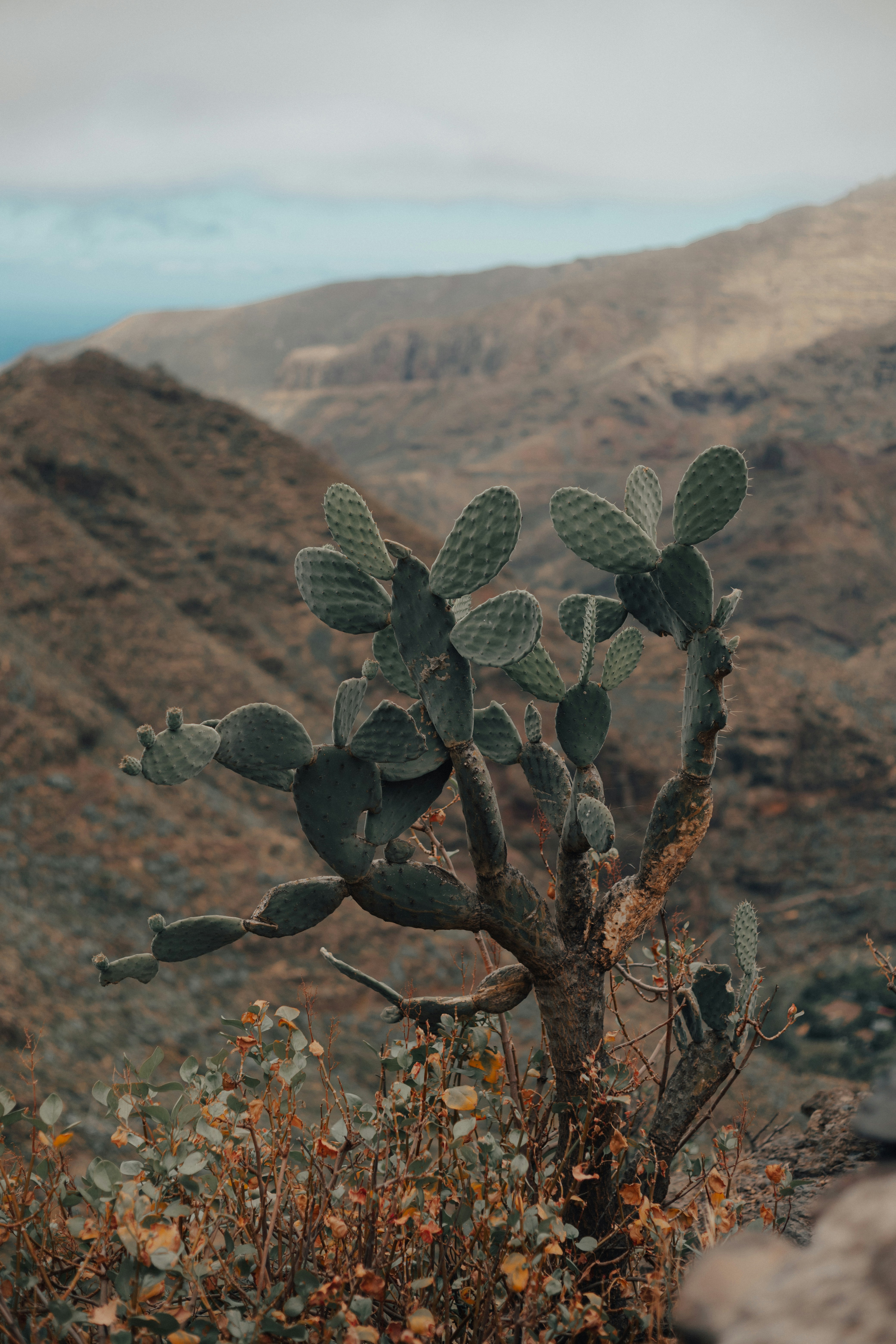Cactus Sentinel Over Desert Valleys