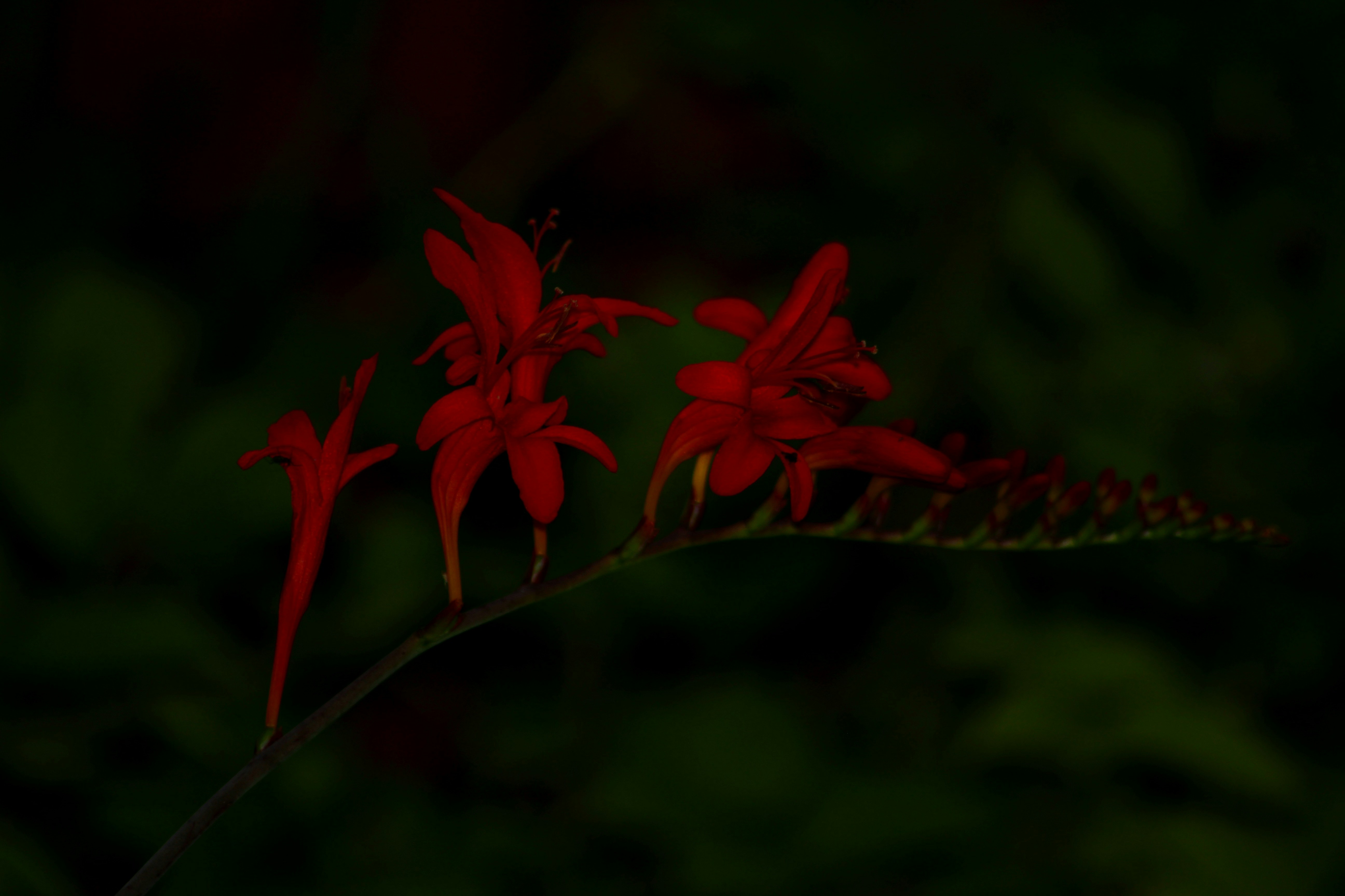 Crimson Bloom in Velvet Darkness