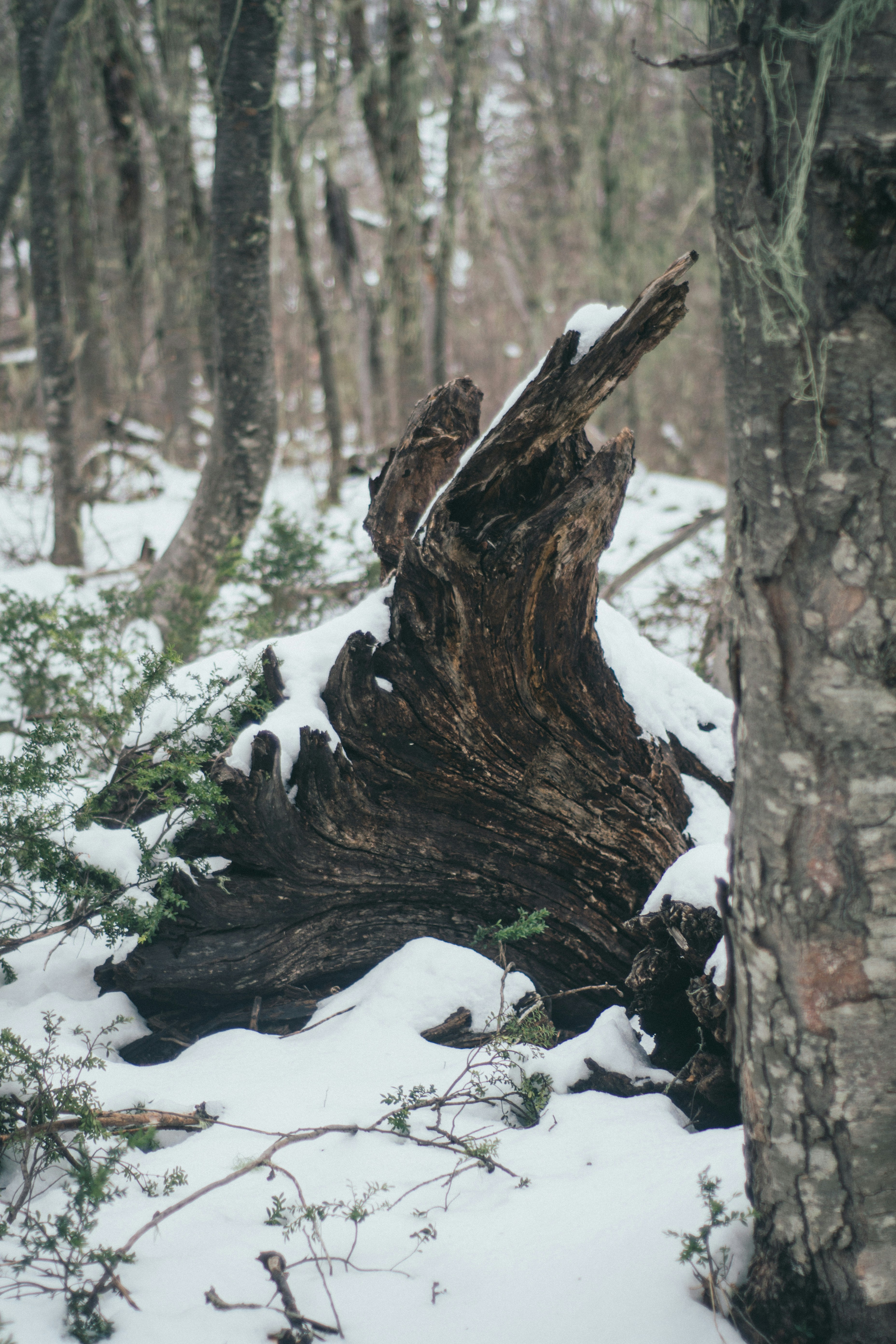 Snowbound Sentinel: The Weathered Log Rising from a Frosted Forest