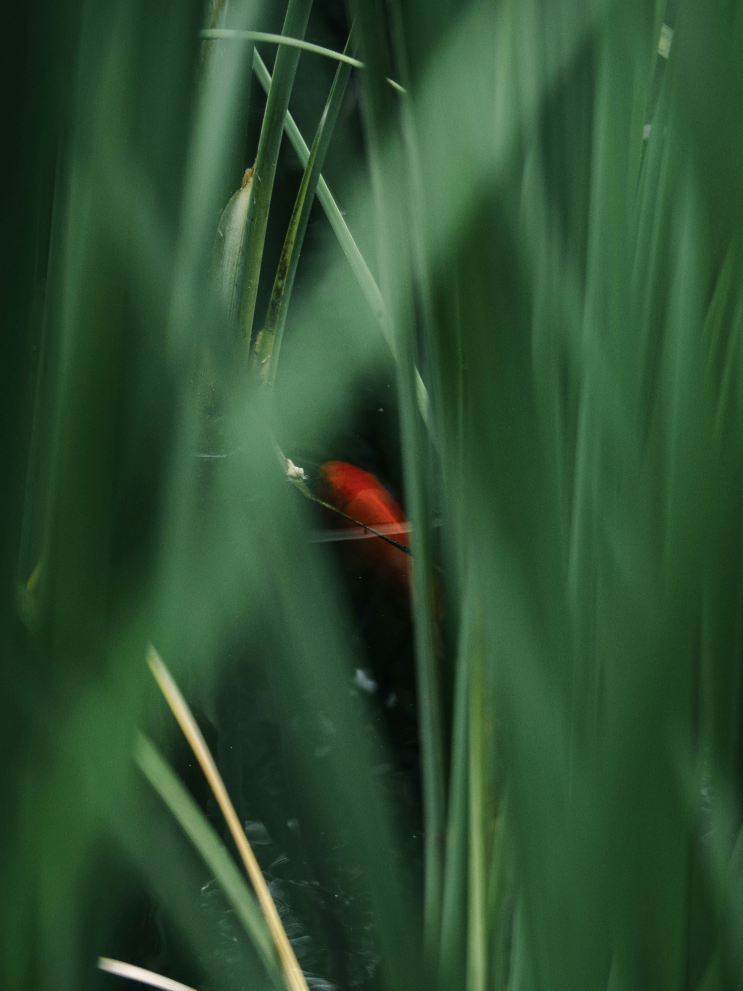 A red bird peeks through dense green reeds by dark water, captured with shallow depth of field.