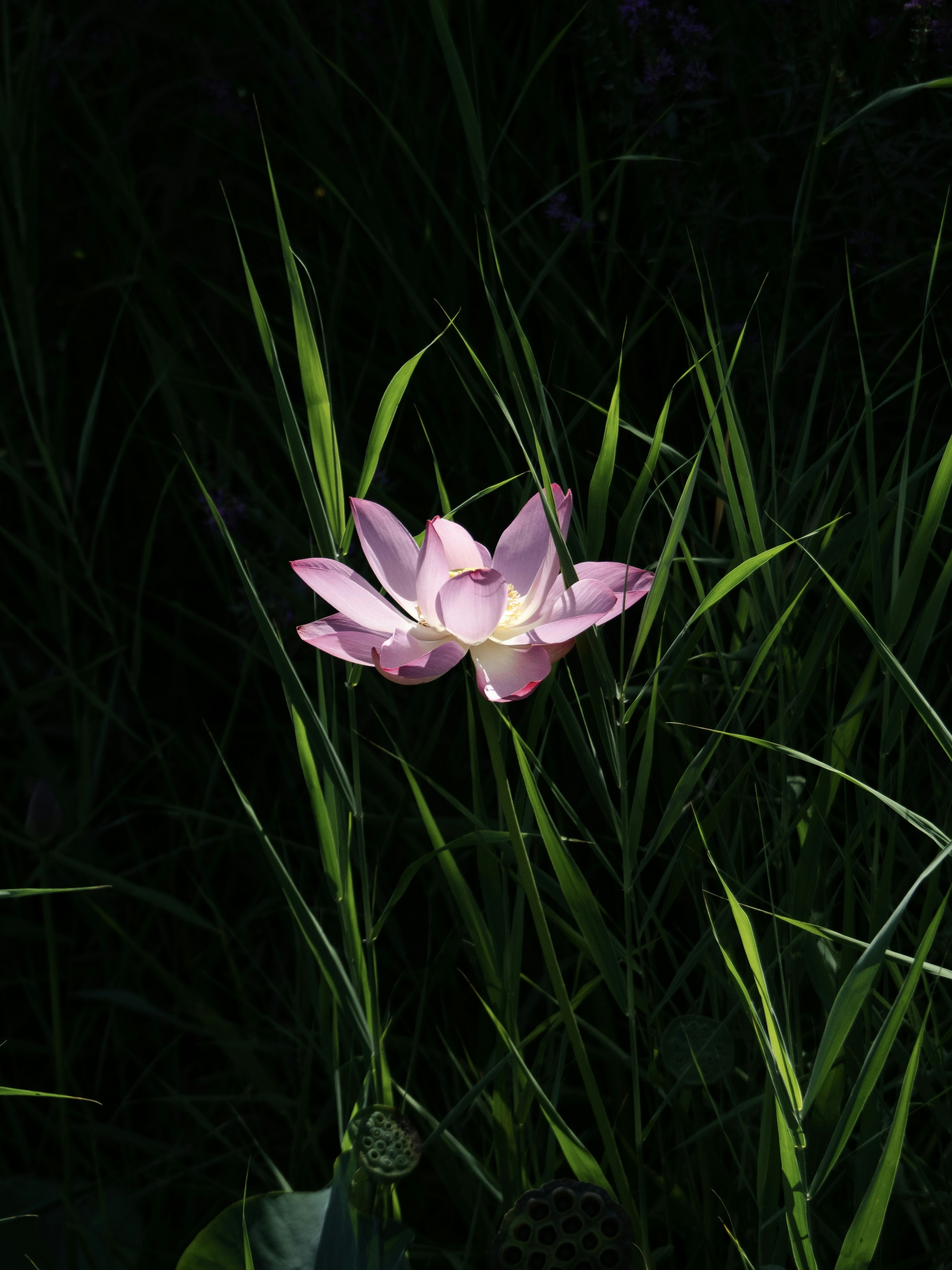 Photograph of a pink lotus bloom lit against dark green grasses, with a soft spotlight creating contrast and depth.