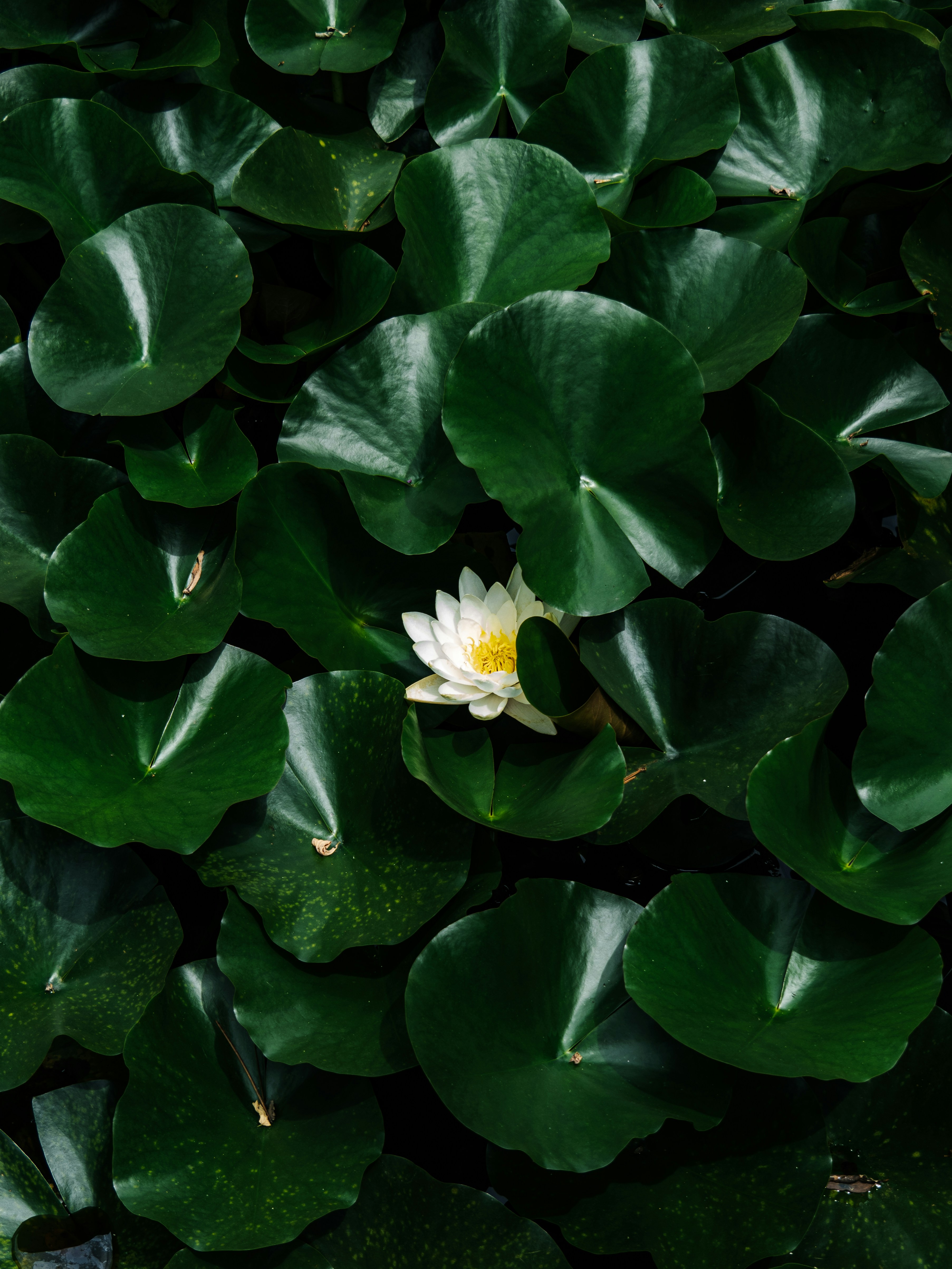 White water lily blooms among glossy green lily pads, creating a tranquil pond scene.