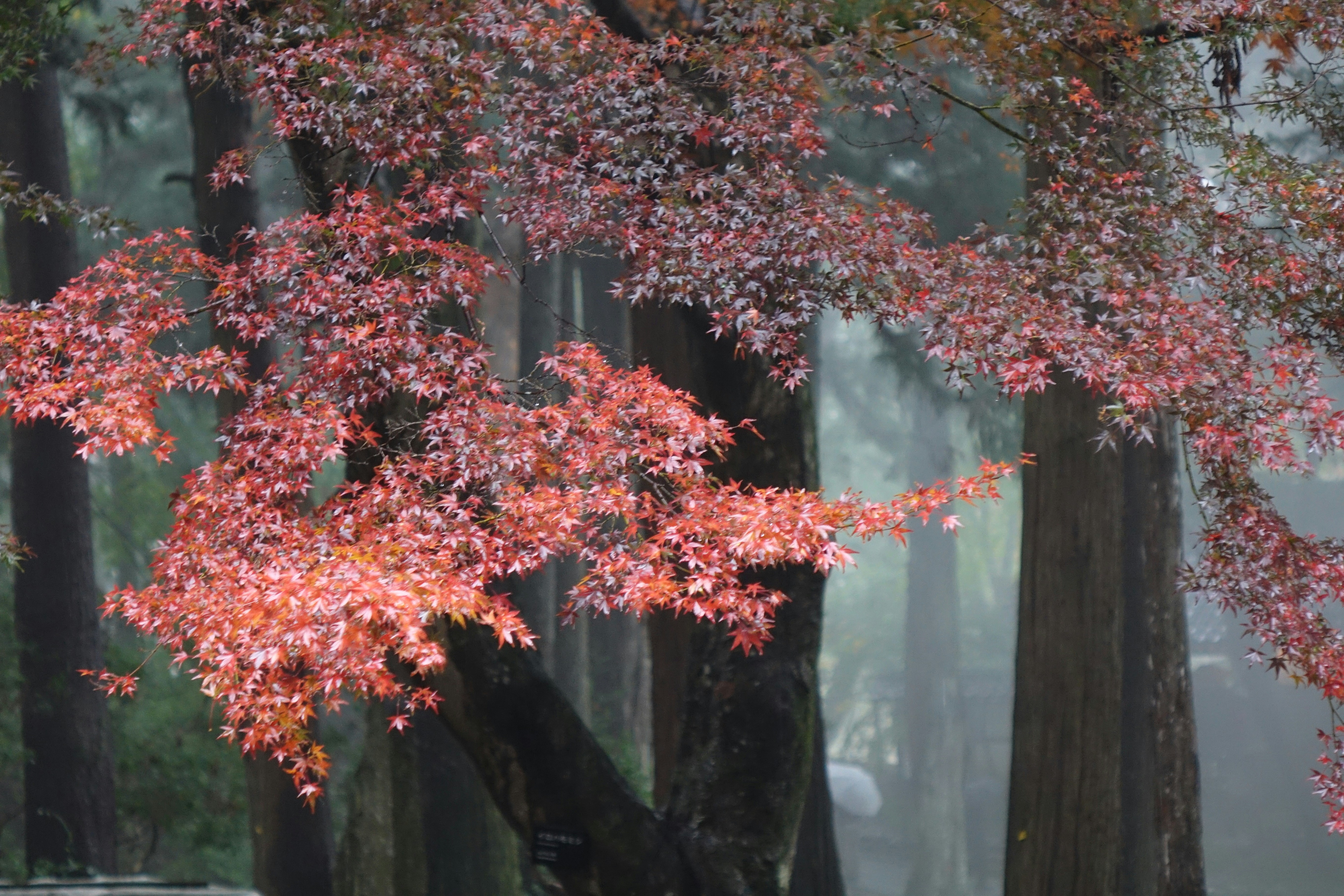 Un arbre aux feuilles rouges dans une forêt photo – Photo Feuille ...