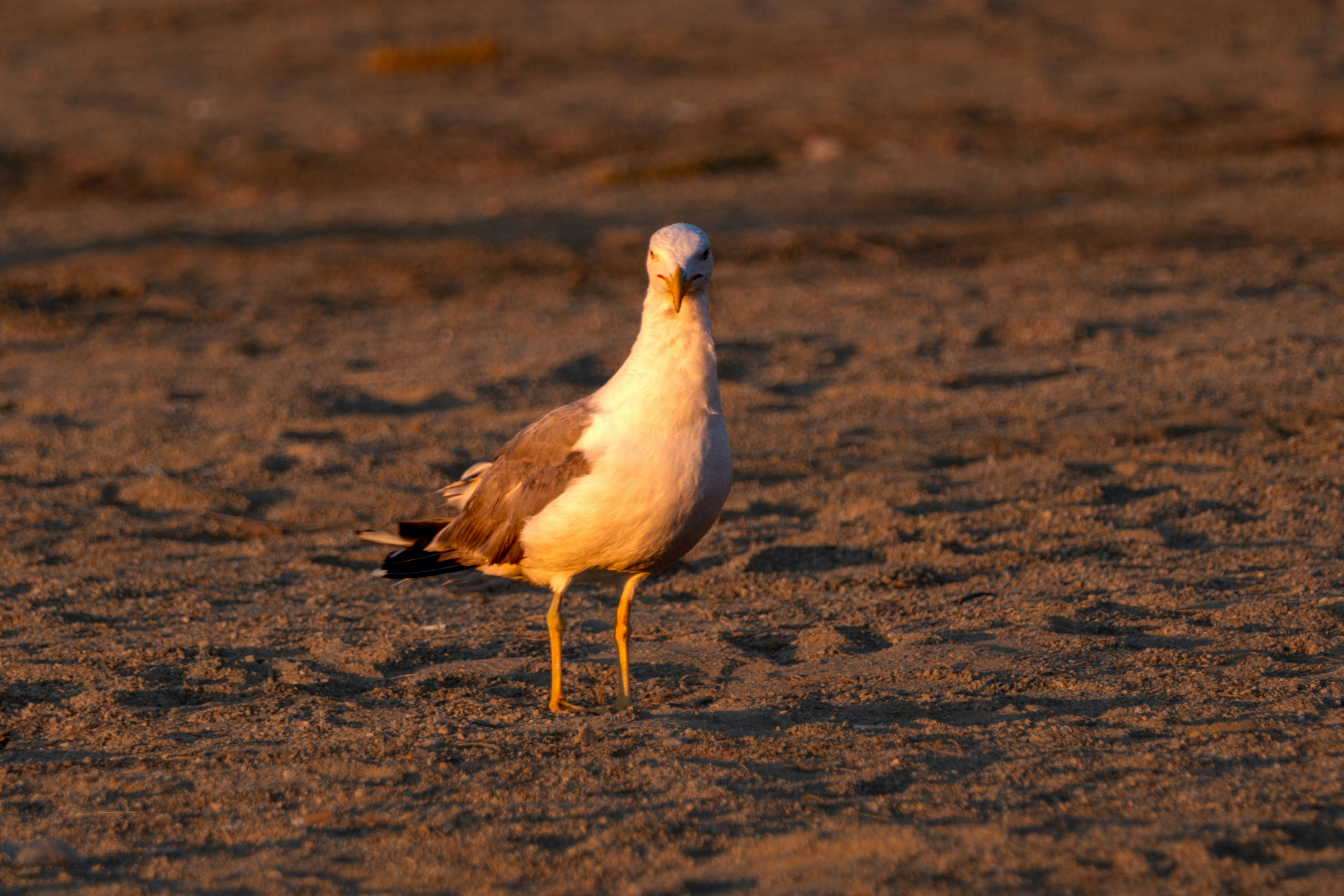 Amber Hour Seagull Poised on a Quiet Beach