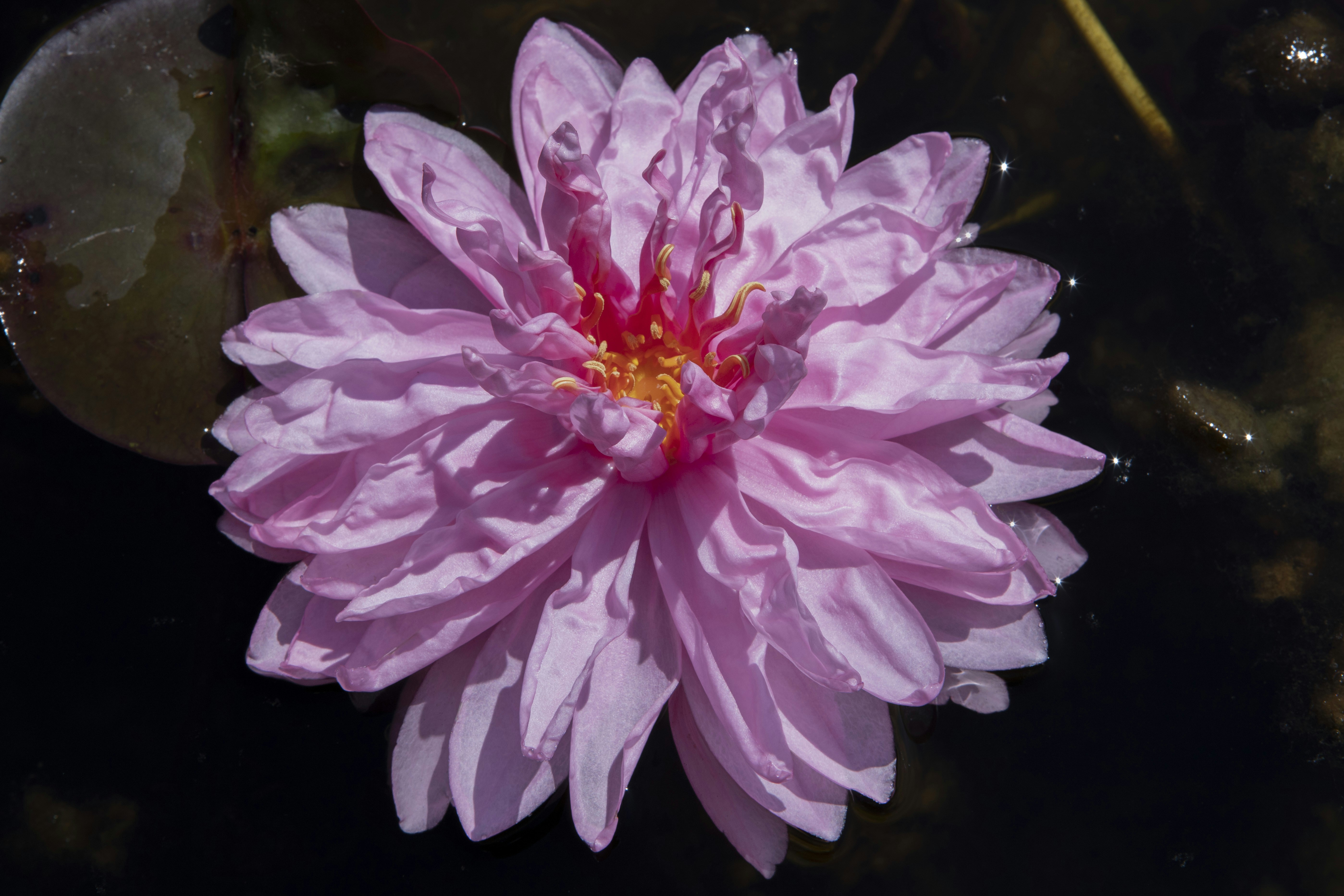 A pink flower floating on top of a body of water photo – Free Flower ...
