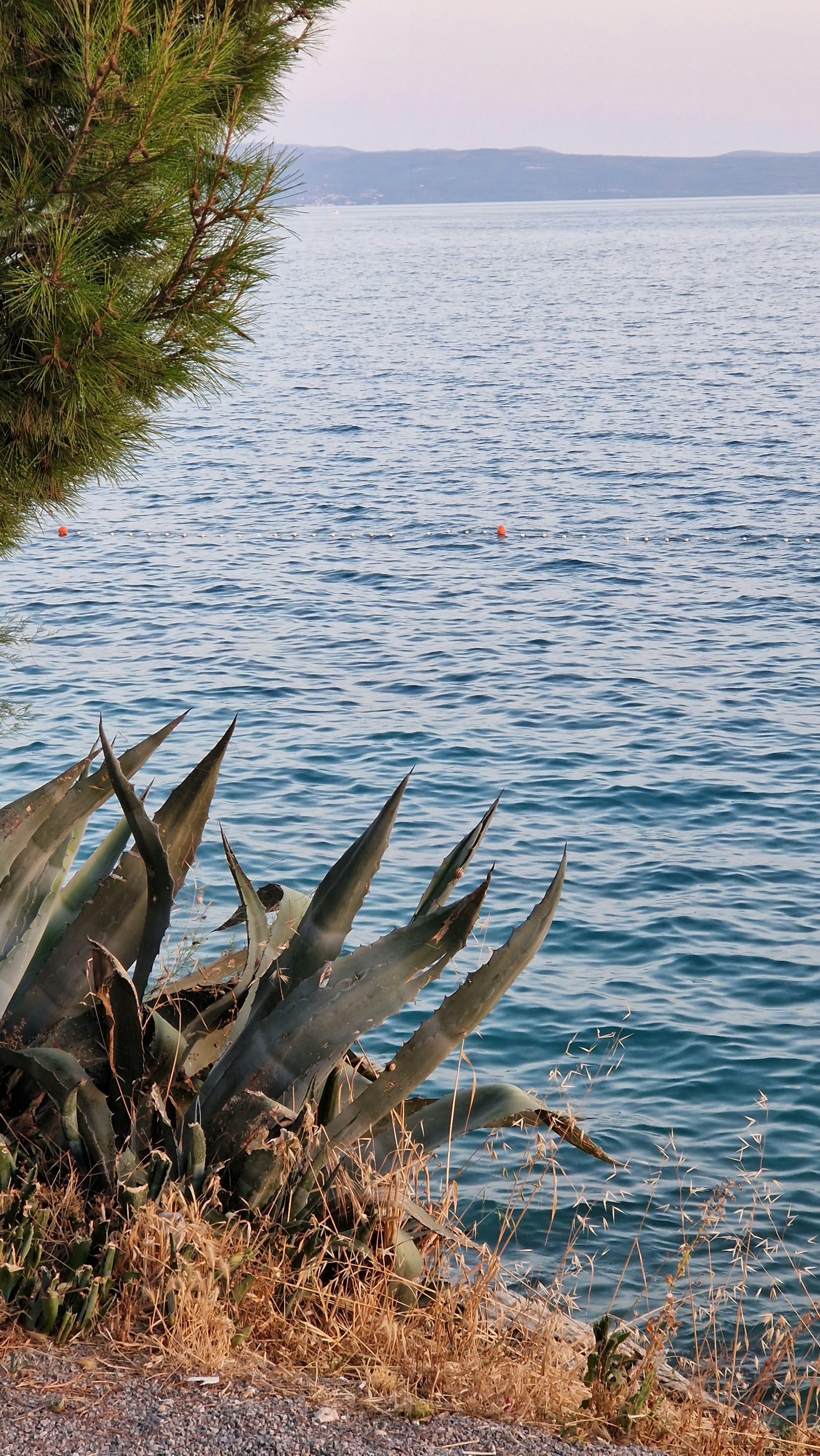 Agave Fronds Framing a Quiet Seascape