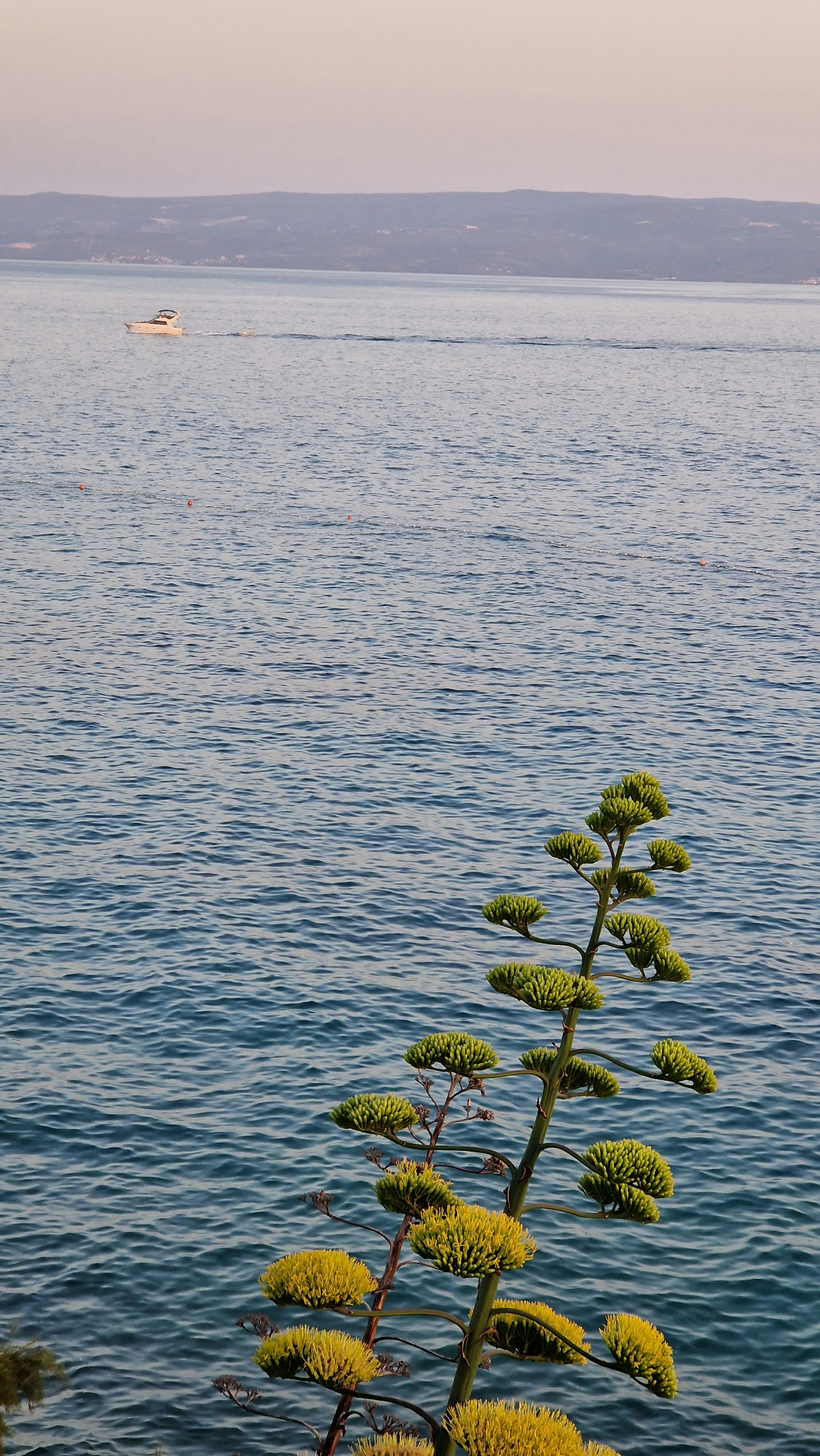 Sedum Sentinels Over a Quiet Bay