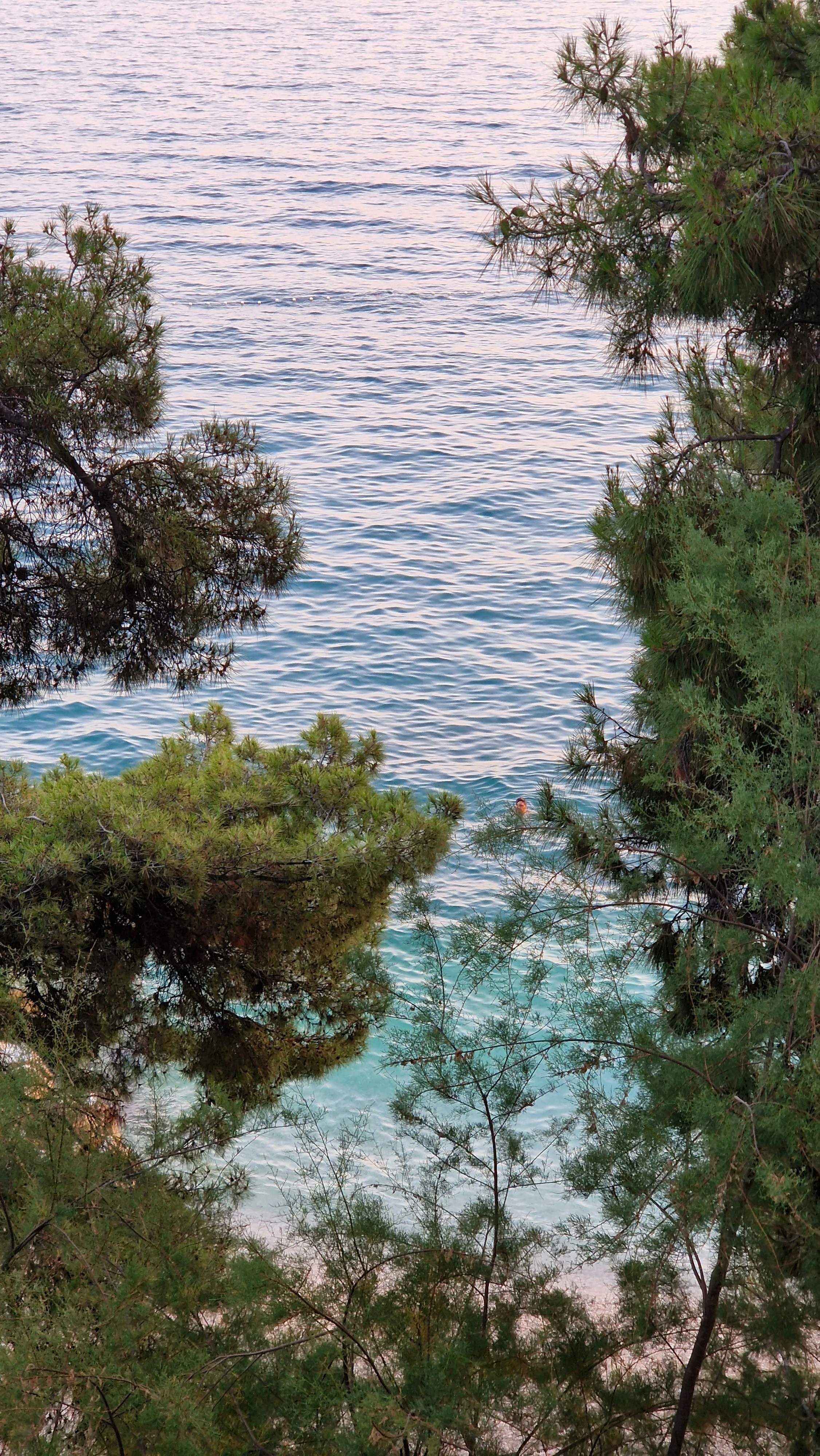 Turquoise water peeks through lush pine branches framing a pebble shoreline.