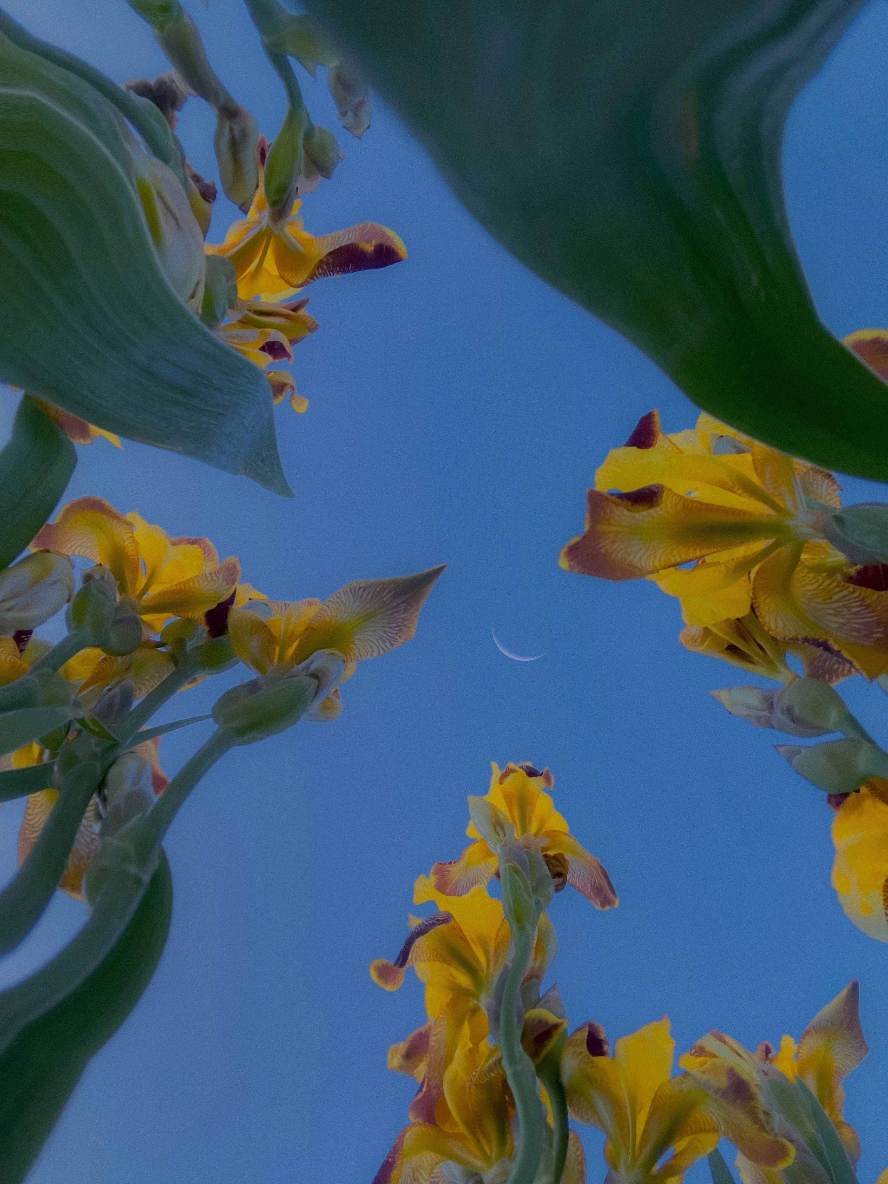 Crescent Between Golden Irises: A Skyward Bloom Ring