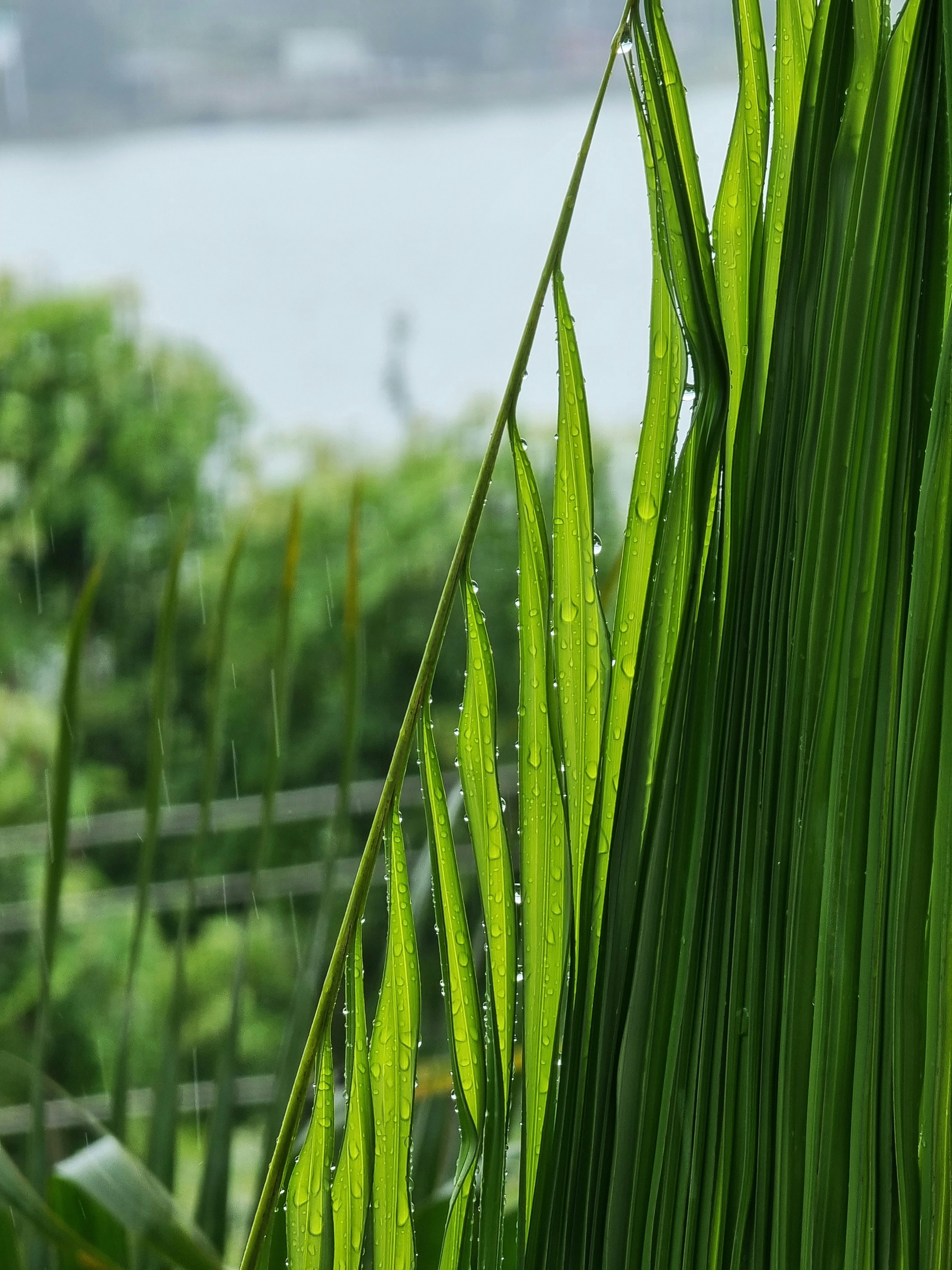 Emerald Ribbons Between Dew and Water
