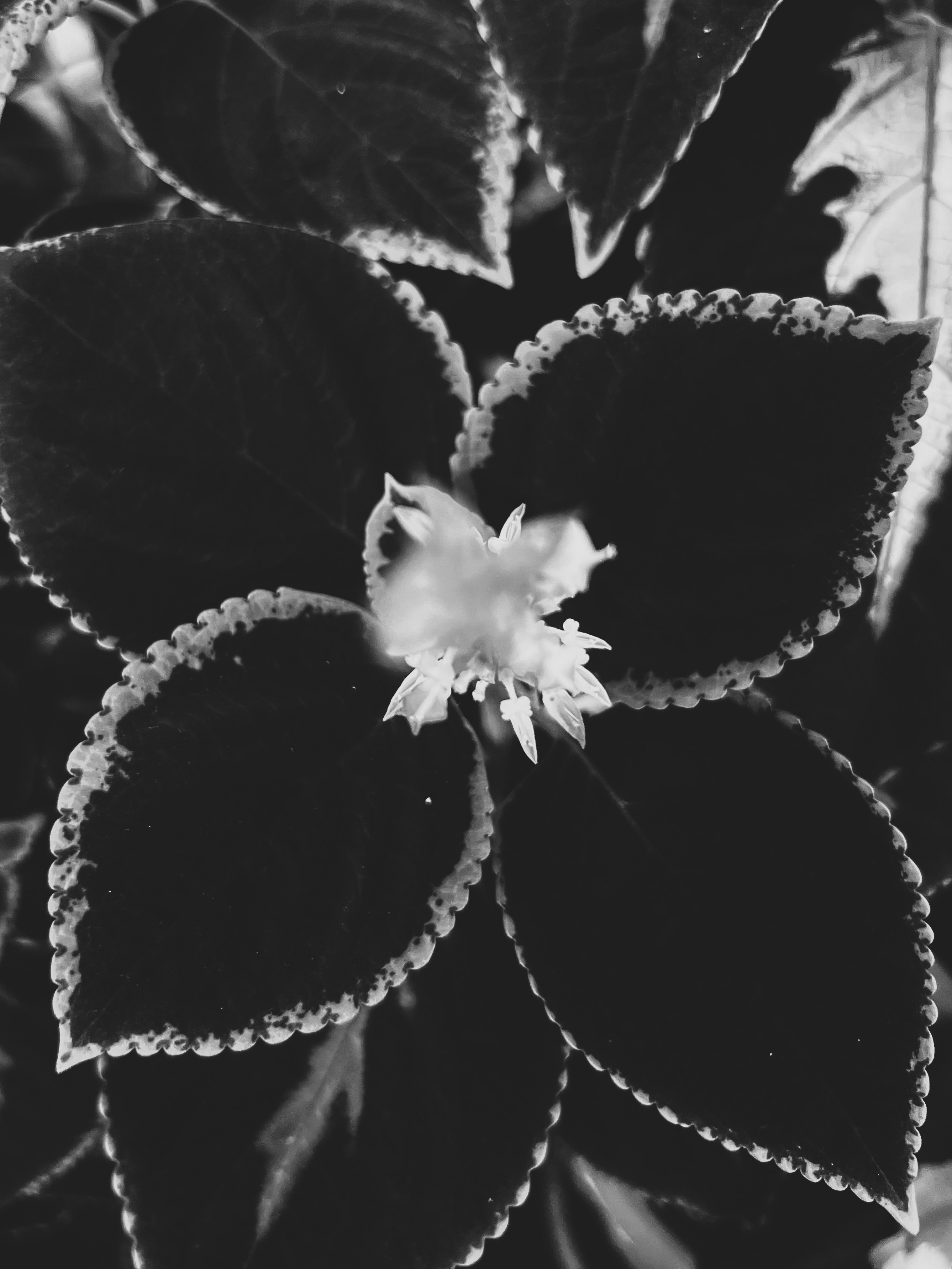 Monochrome Margin: A Central Bloom Framed by Serrated Leaves