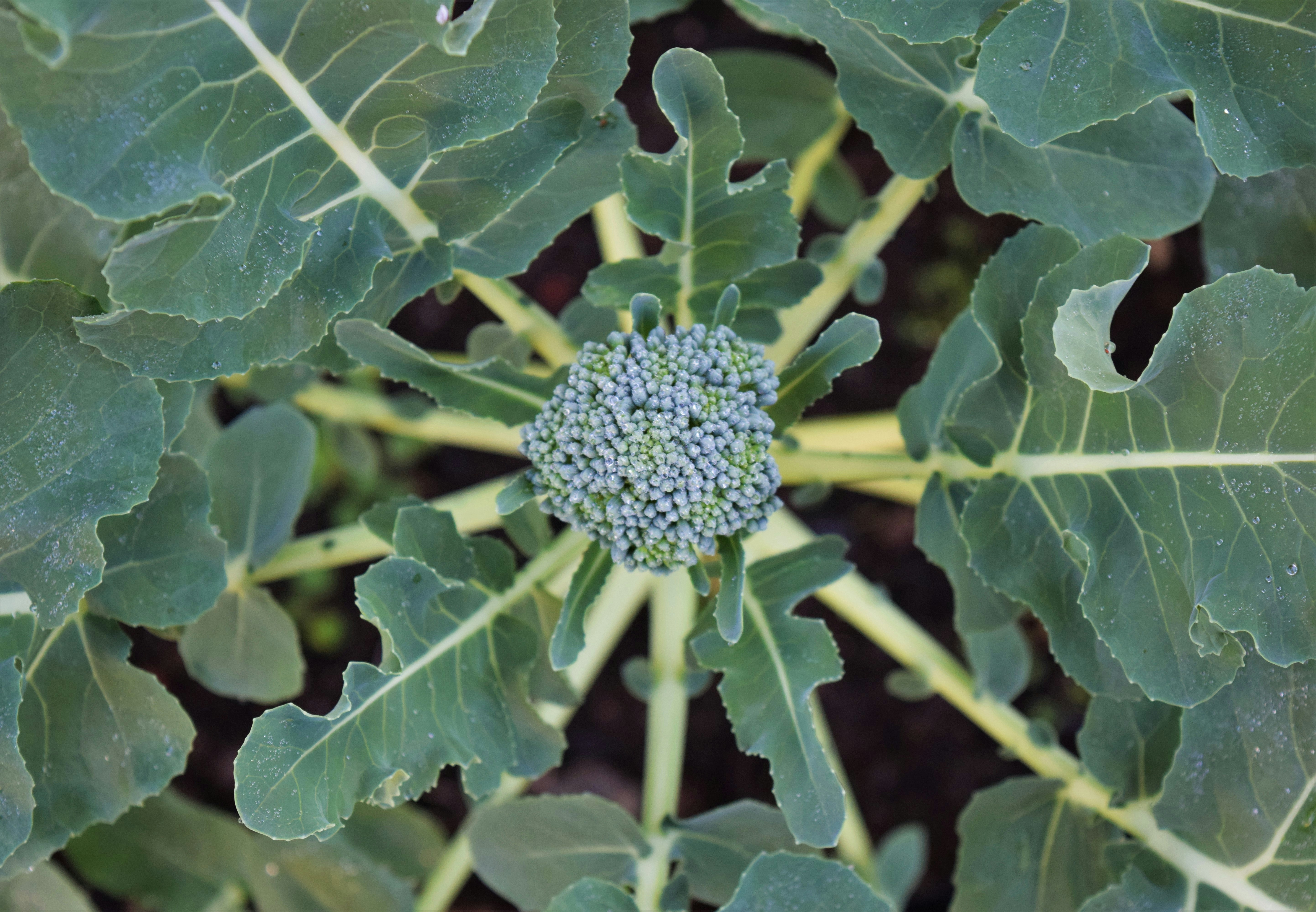Radial Emerald Crown: Top-Down Close-Up of a Broccoli Plant Center