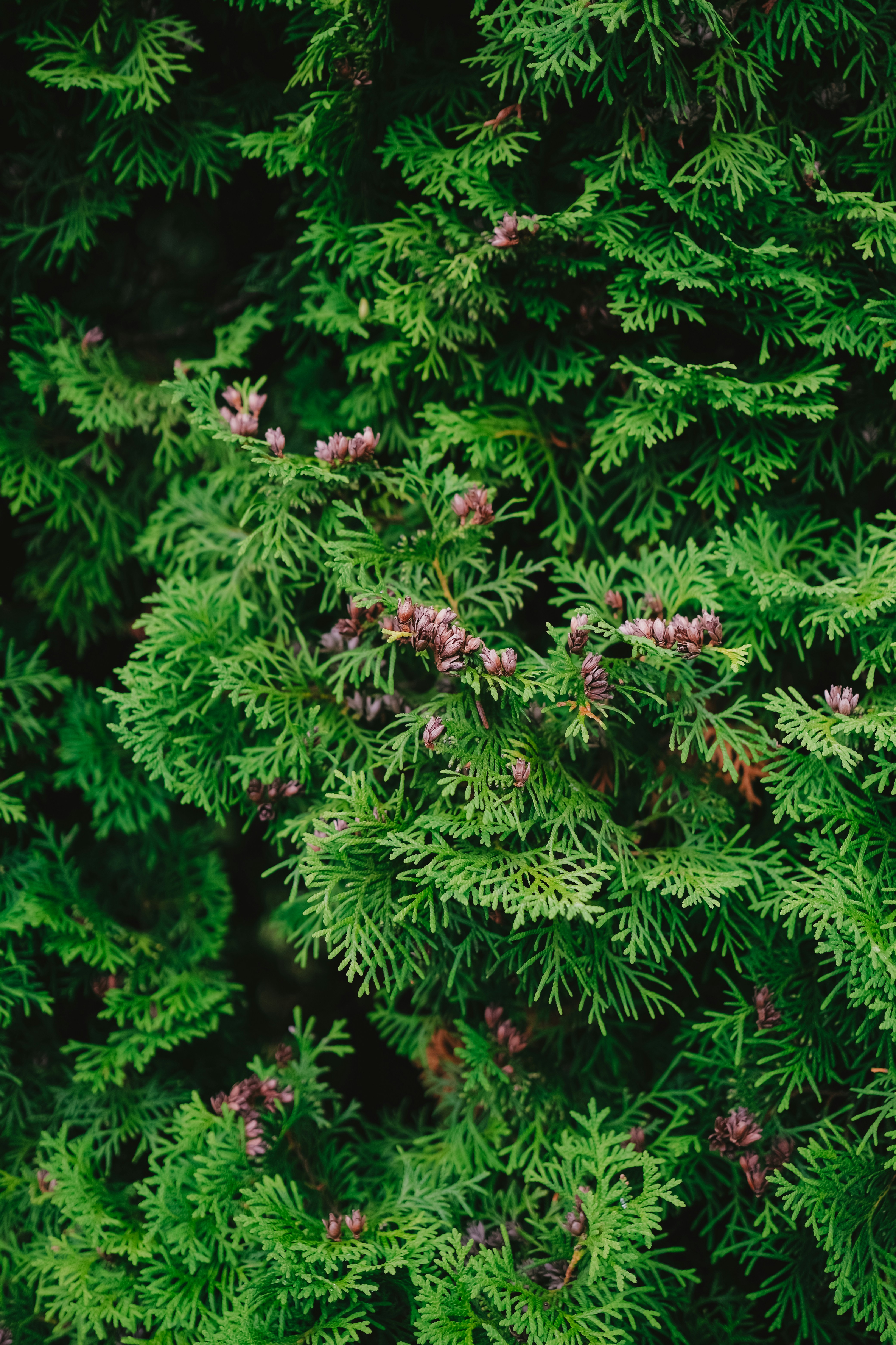Emerald Pine Echoes: A Close-Up of Verdant Foliage with Subtle Buds