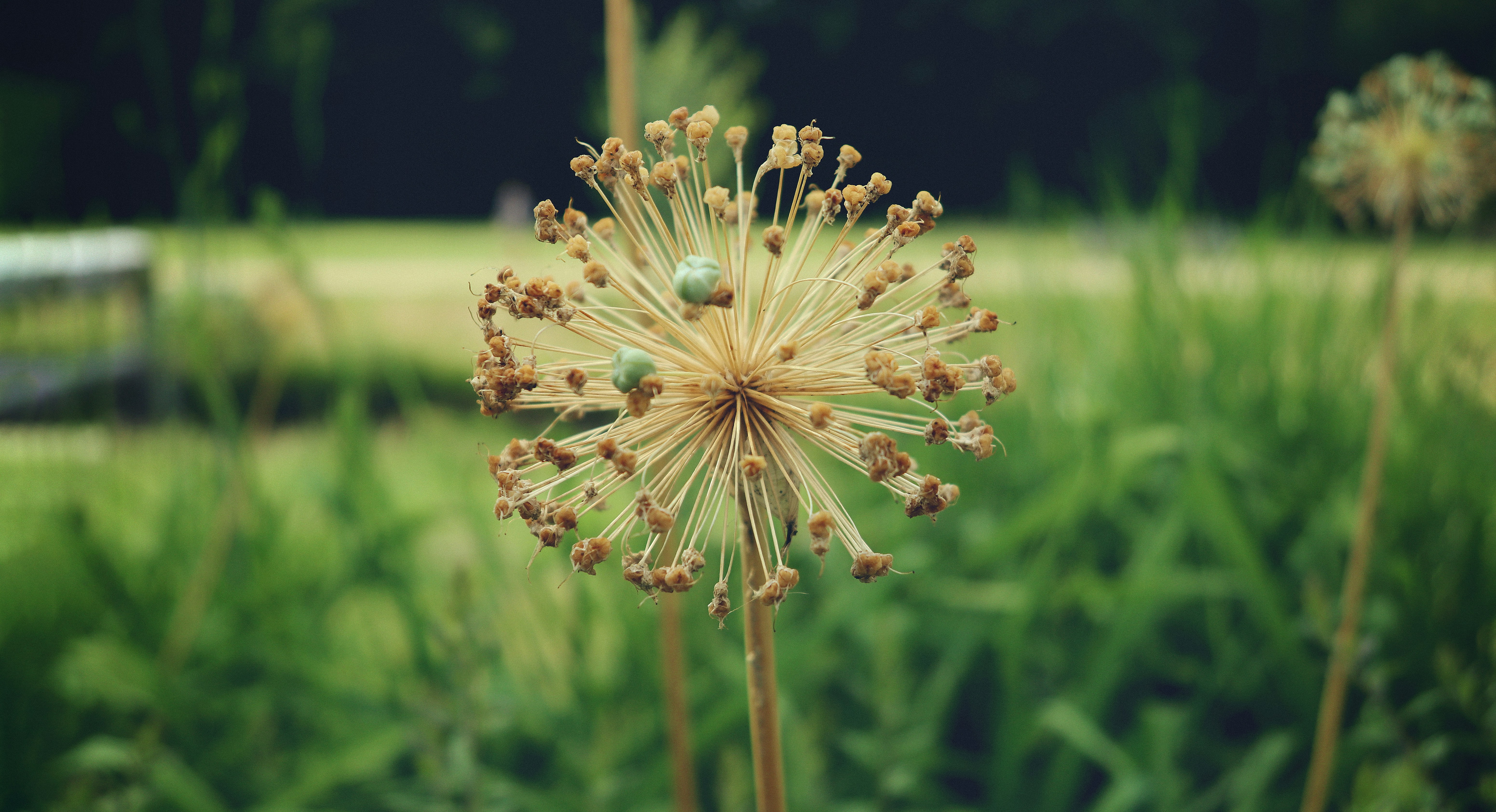 Radial Dandelion Seed Head in a Tranquil Garden Backdrop